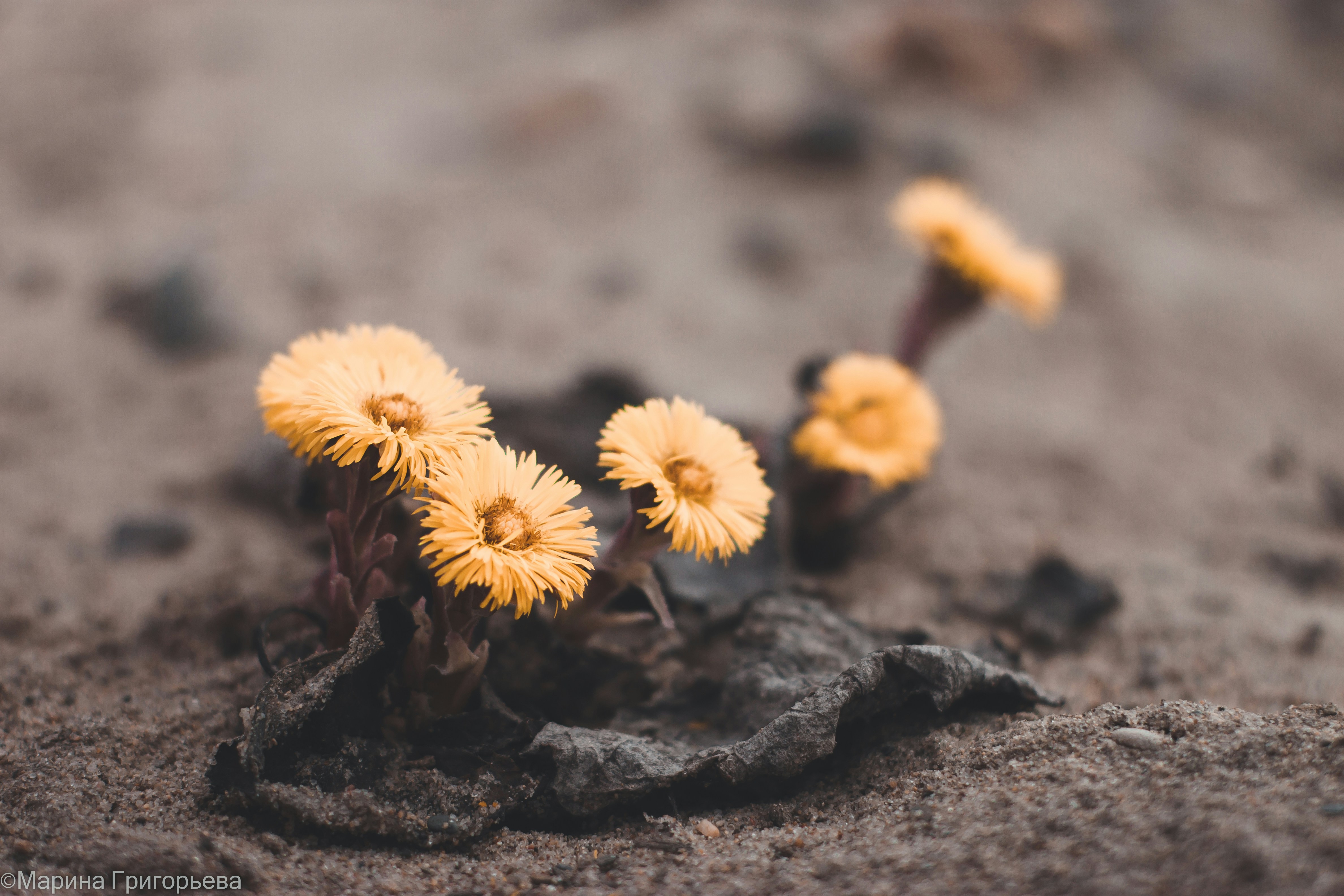 Yellow flowers emerging from dry soil, showcasing resilience in a harsh environment.