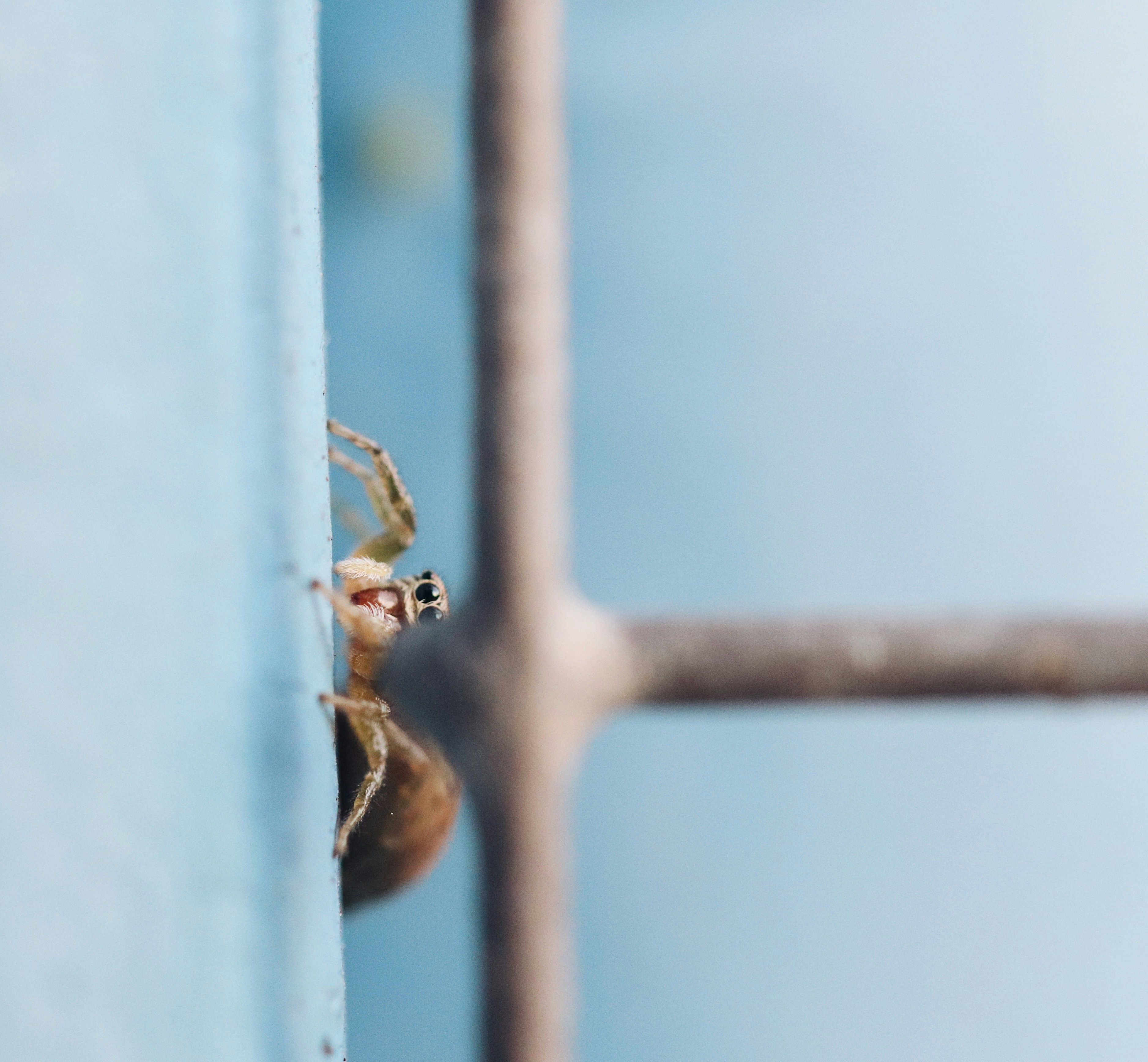 Peeking Through the Gap: A Tiny Insect on a Weathered Blue Barrier