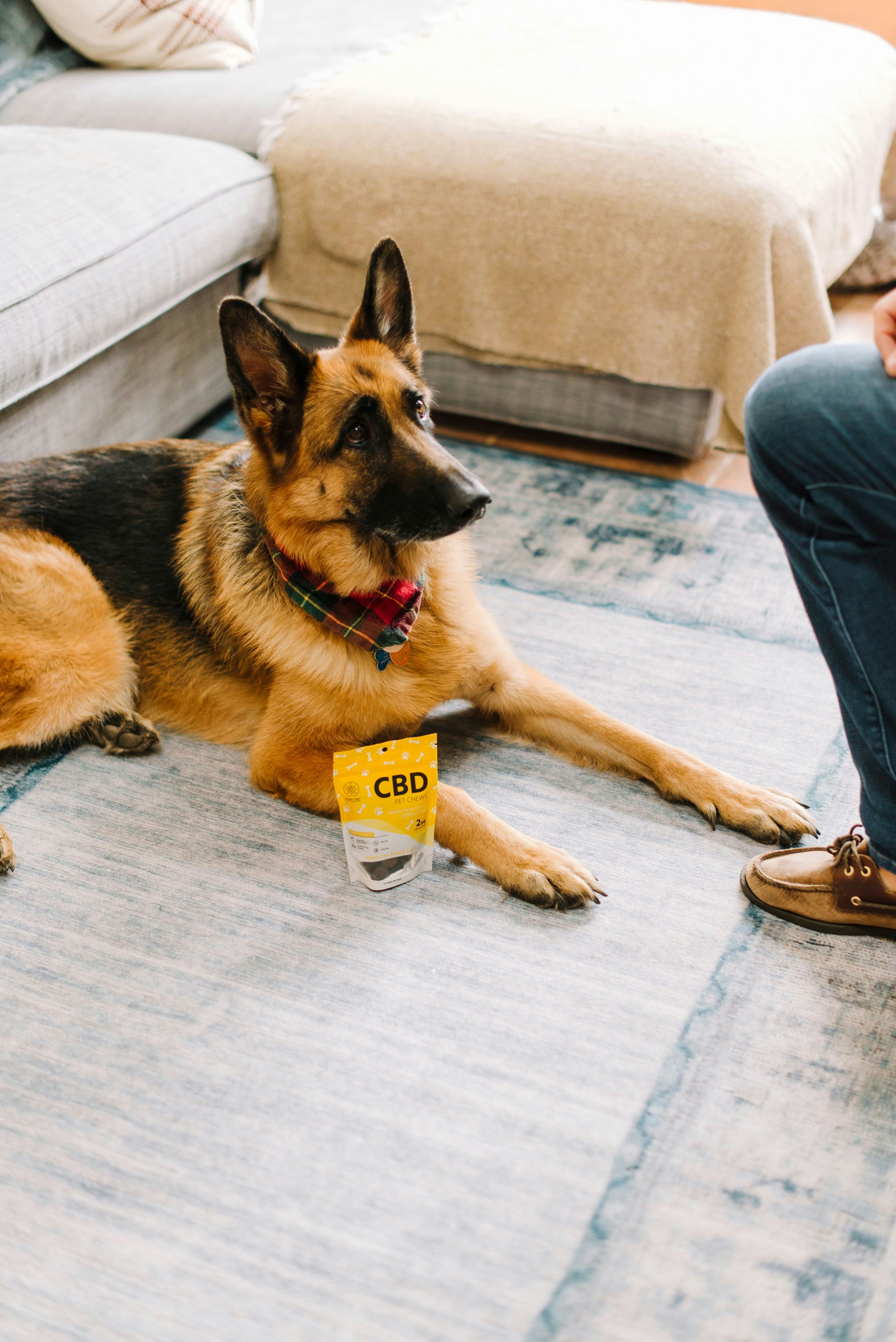 Watchful Gaze: A German Shepherd Guarding a CBD Snack Moment