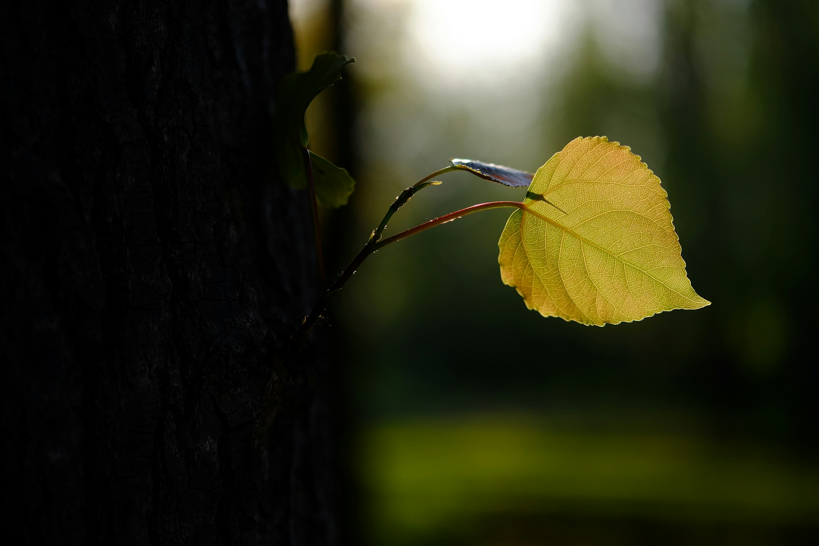 Single yellow leaf clinging to a dark tree trunk with blurred green background.