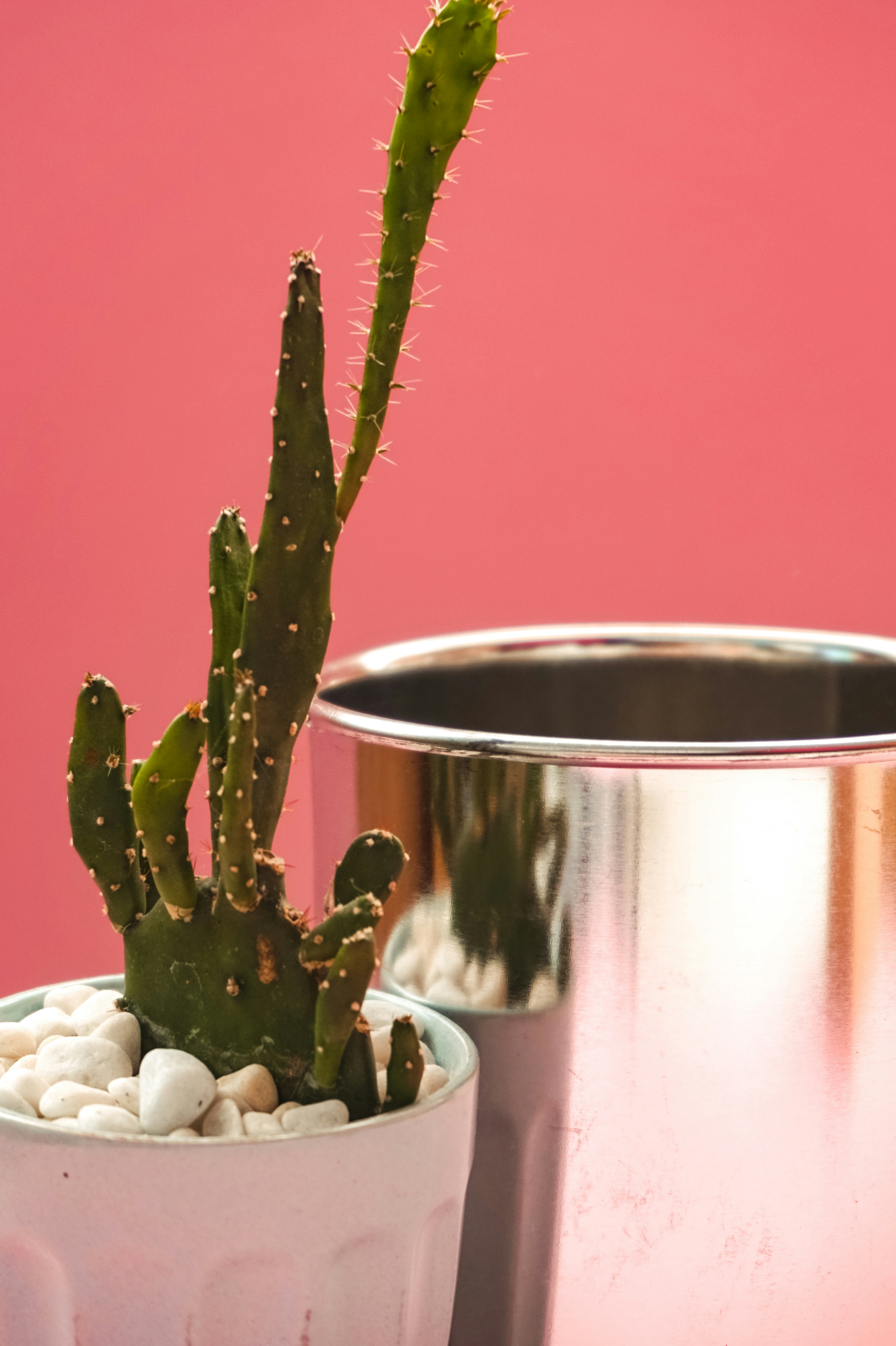 Vertical Green with Rosy Backdrop: a Minimalist Cactus Still Life