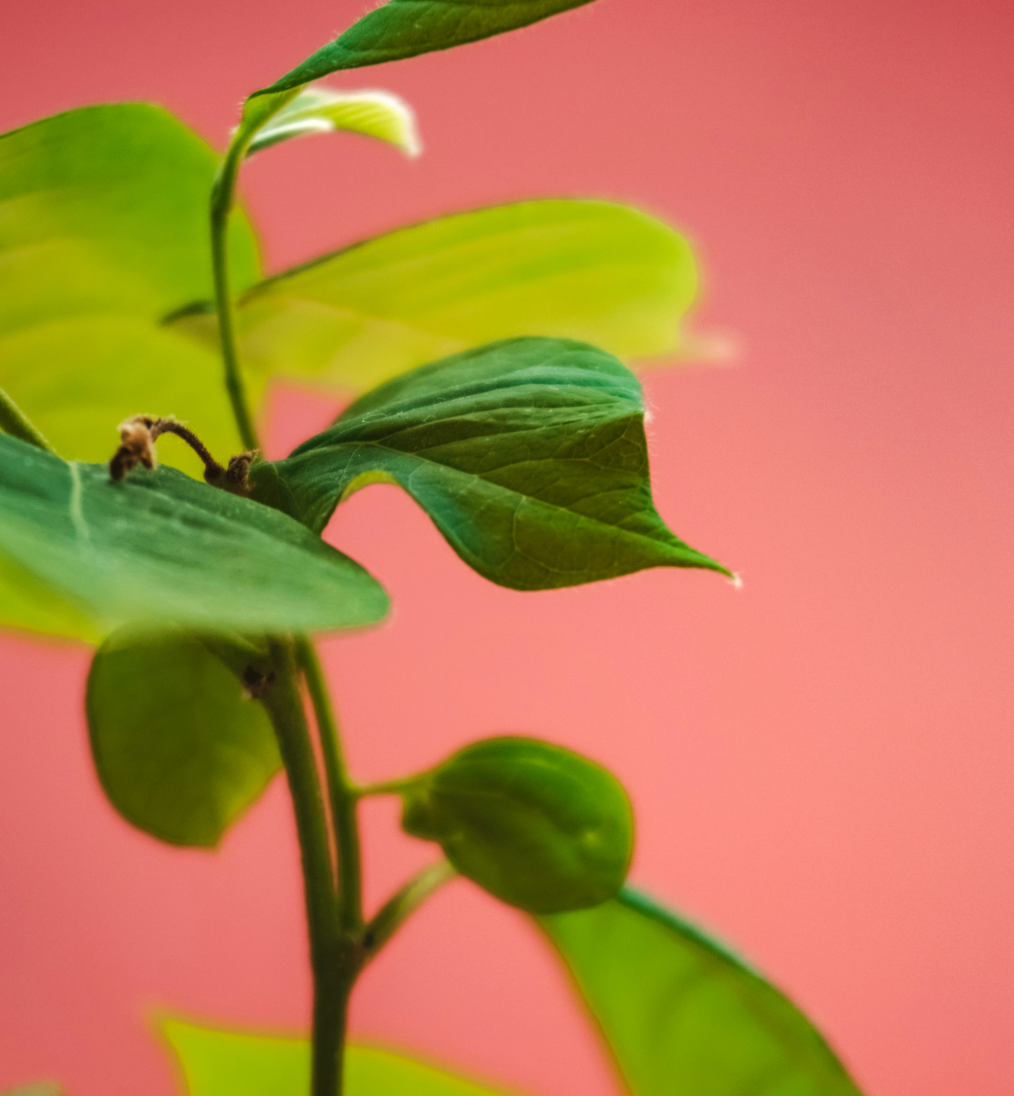 Verdant Threadwork Against a Coral Backdrop