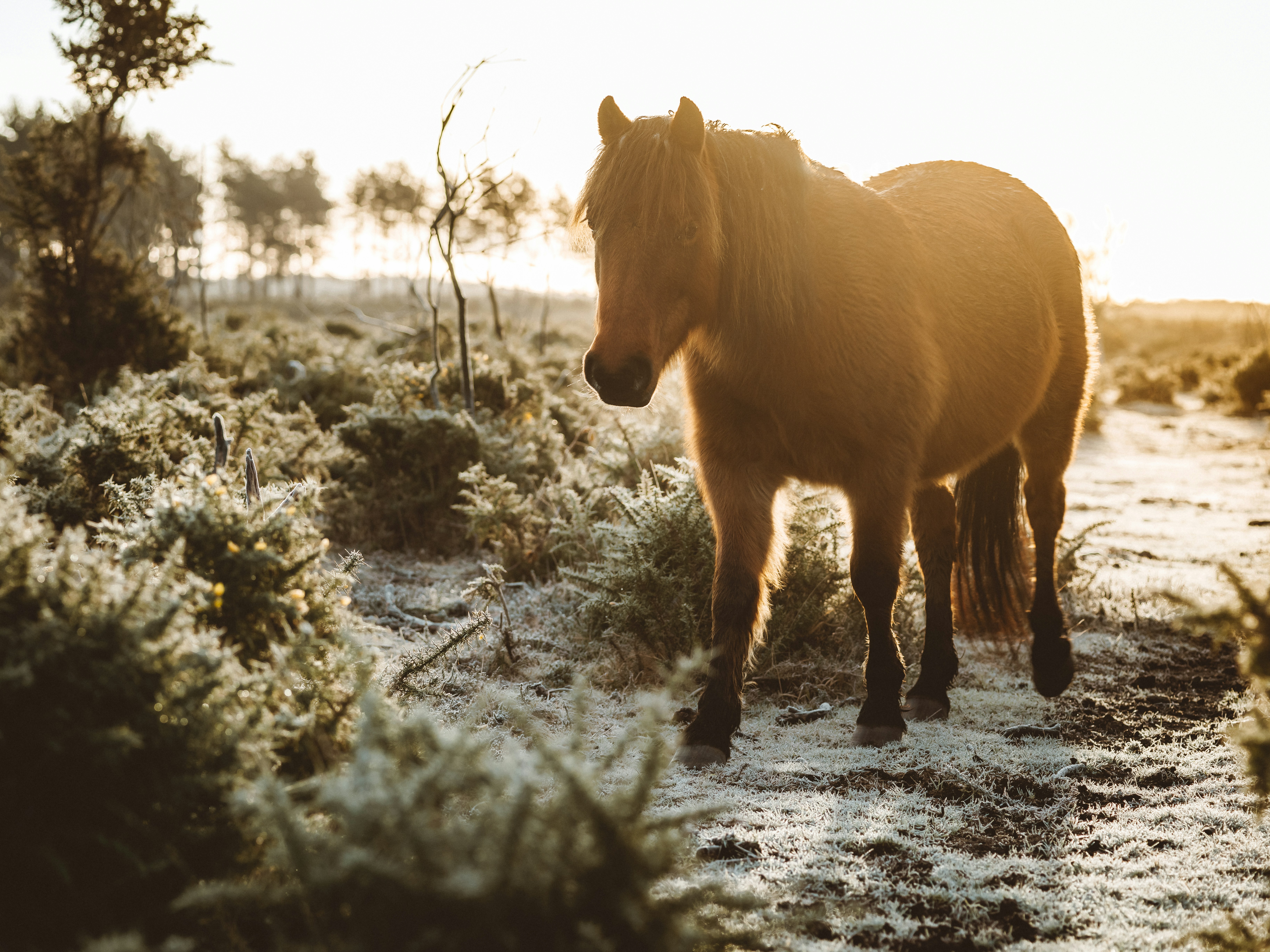 How to Install Pony Language on Windows 10 Using WSL 2: A Step-by-Step ...