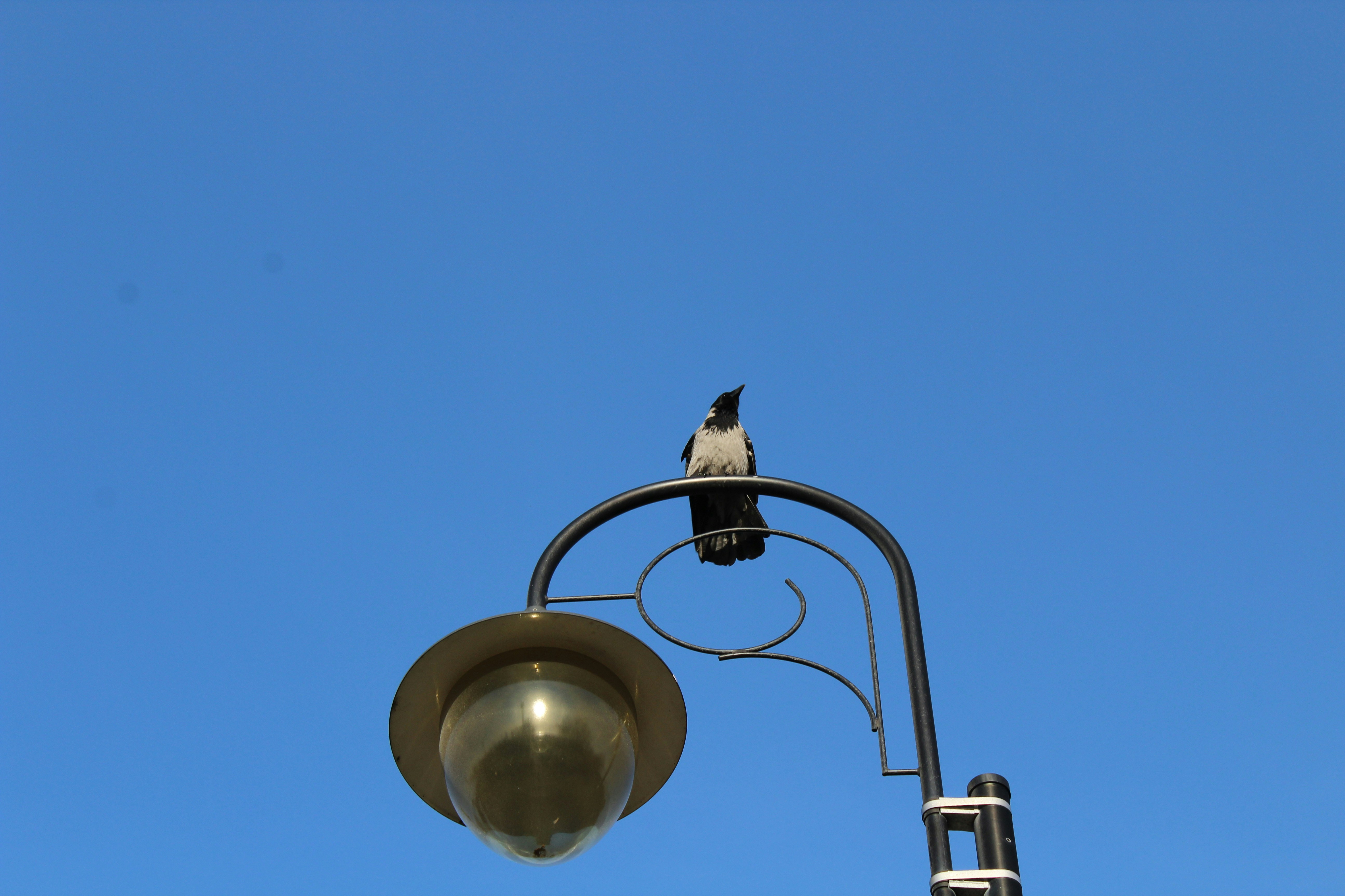 A crow perched atop a street lamp against a clear blue sky, embodying the essence of urban wildlife.