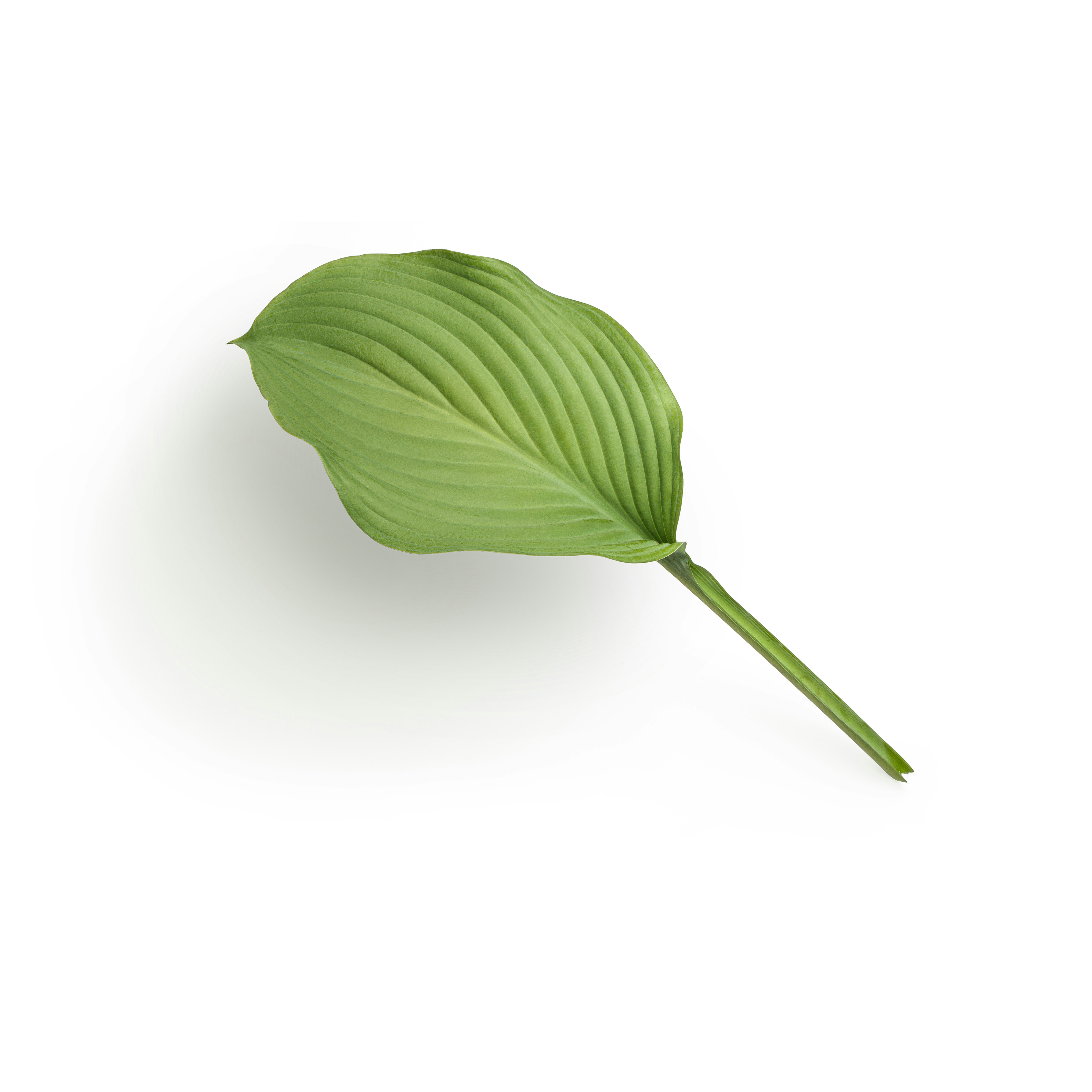 Single green leaf with prominent ribbing, showcasing its natural texture against a minimalist background.