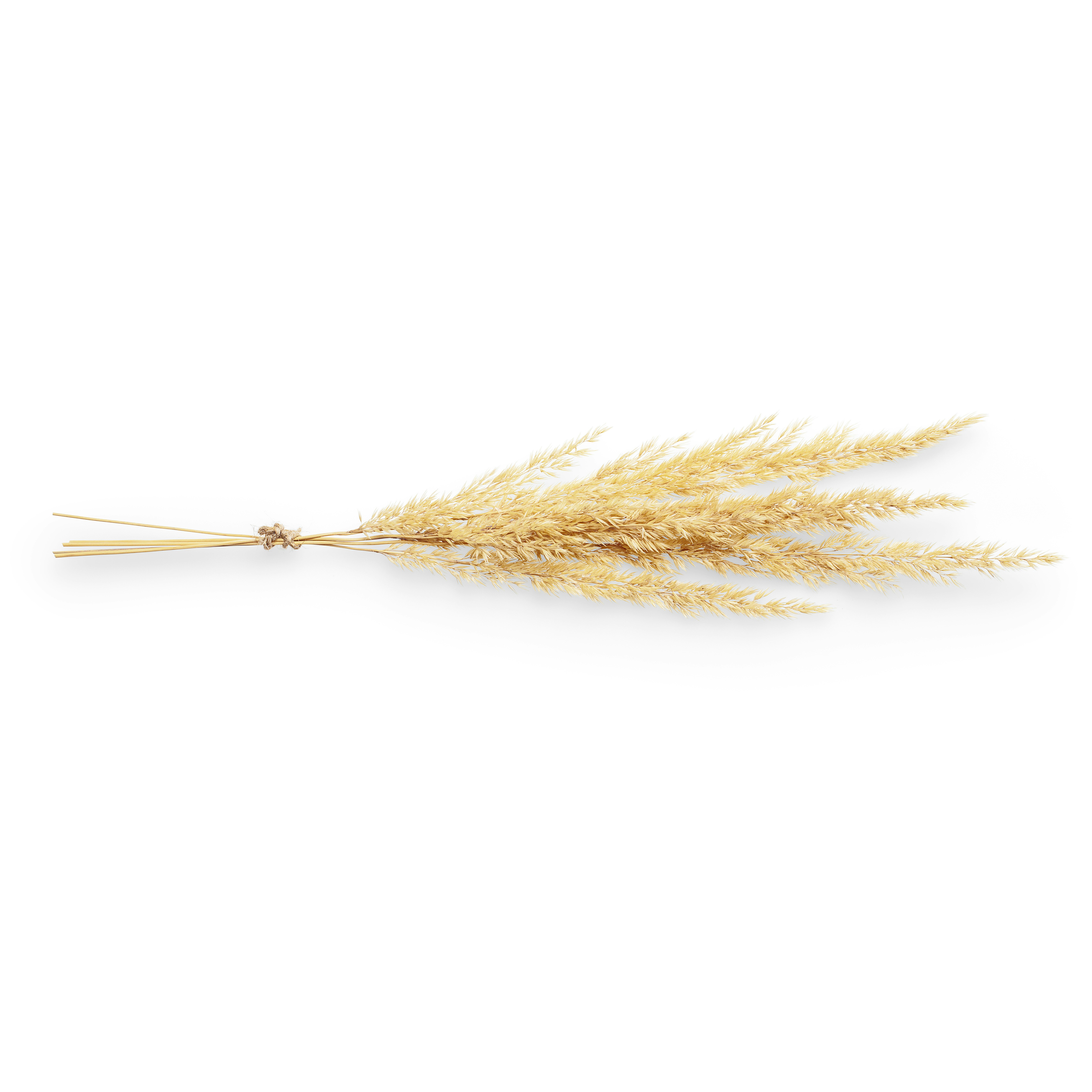 High-quality photos of dried spikelets on a white background