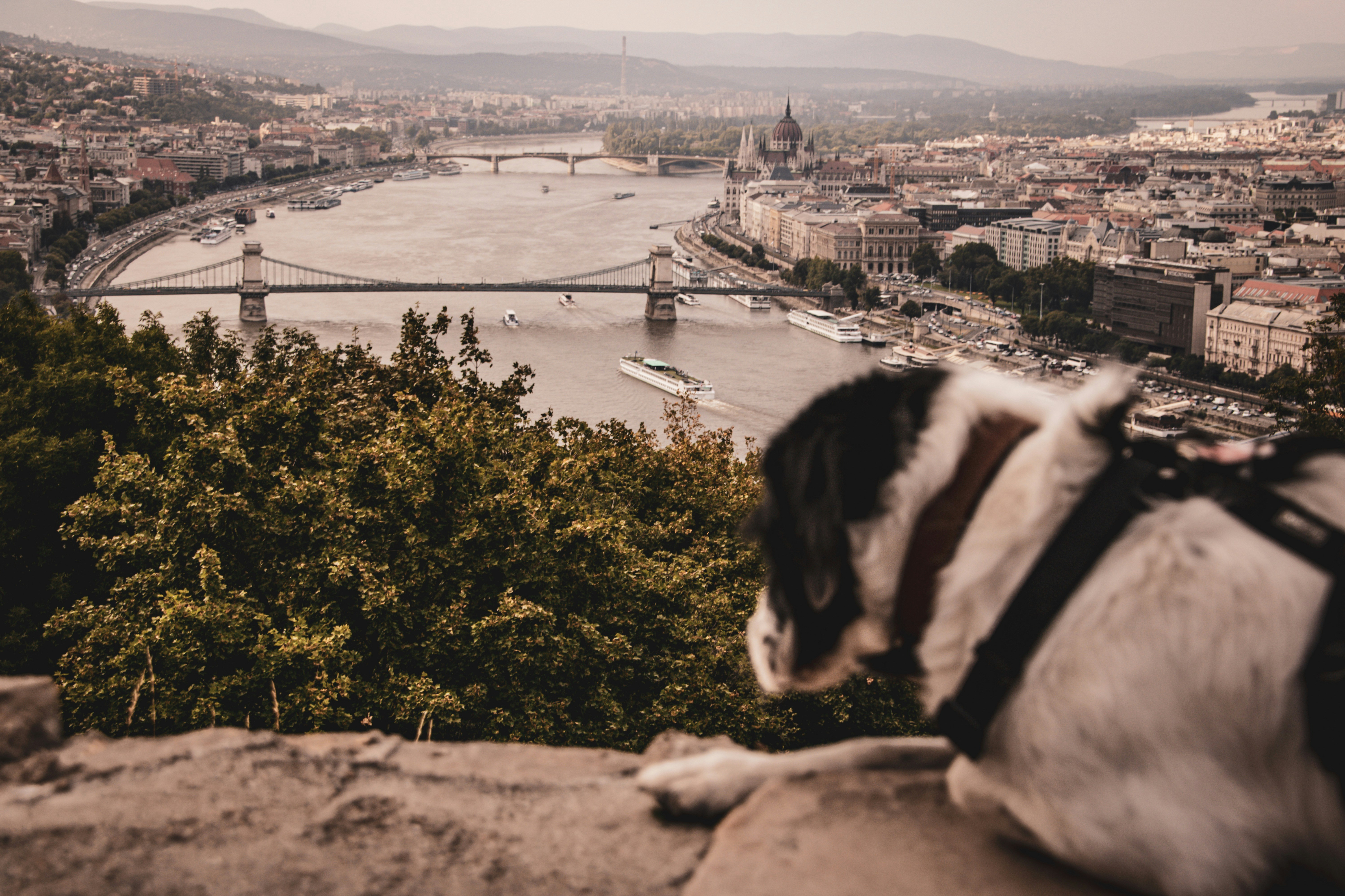 Hilltop Gaze over Prague: A Horse Framing the Vltava and Its Bridges