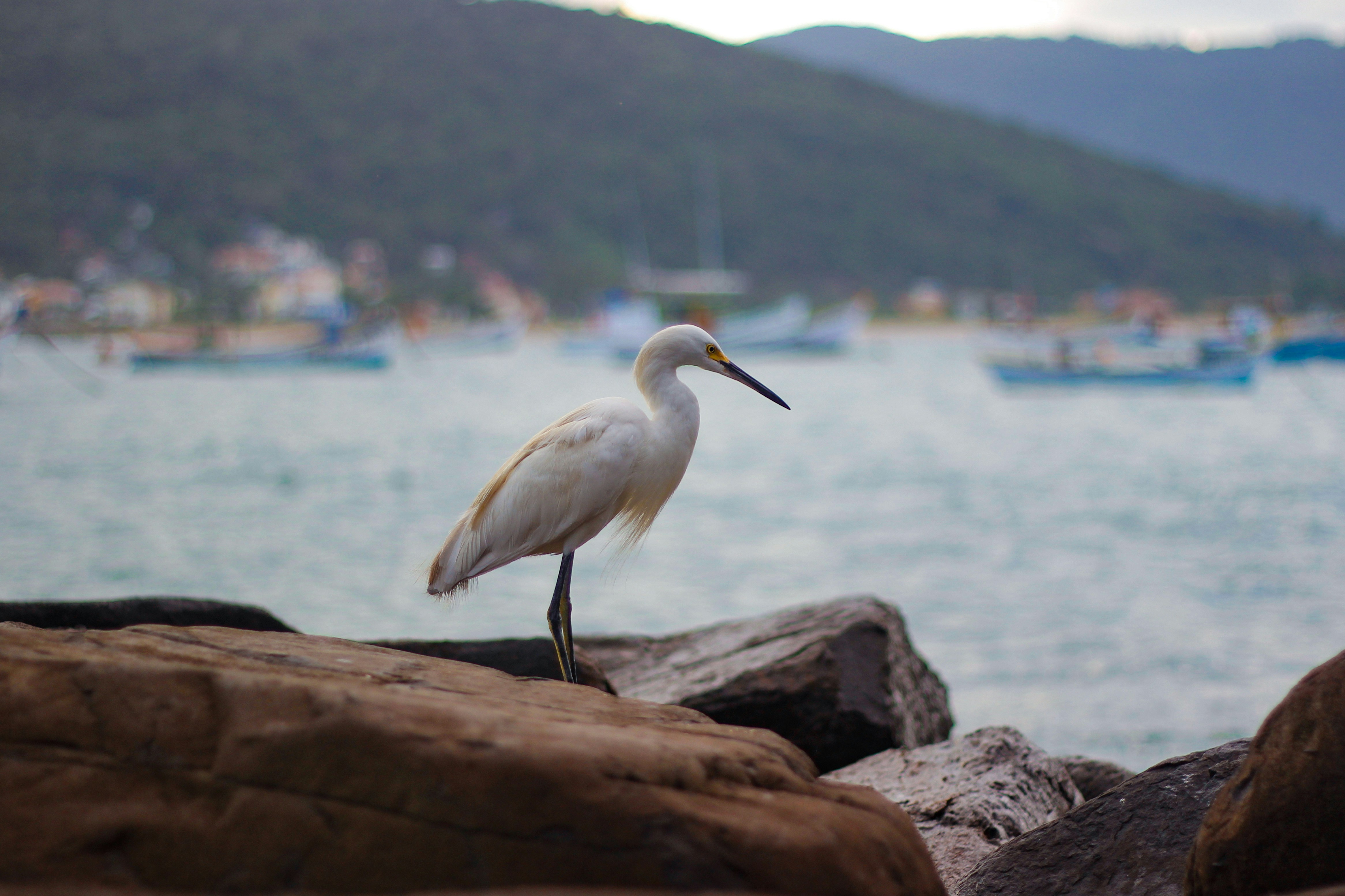 Harbor Solitude: An Egret Perches on Weathered Rocks as Boats Drift in the Distance