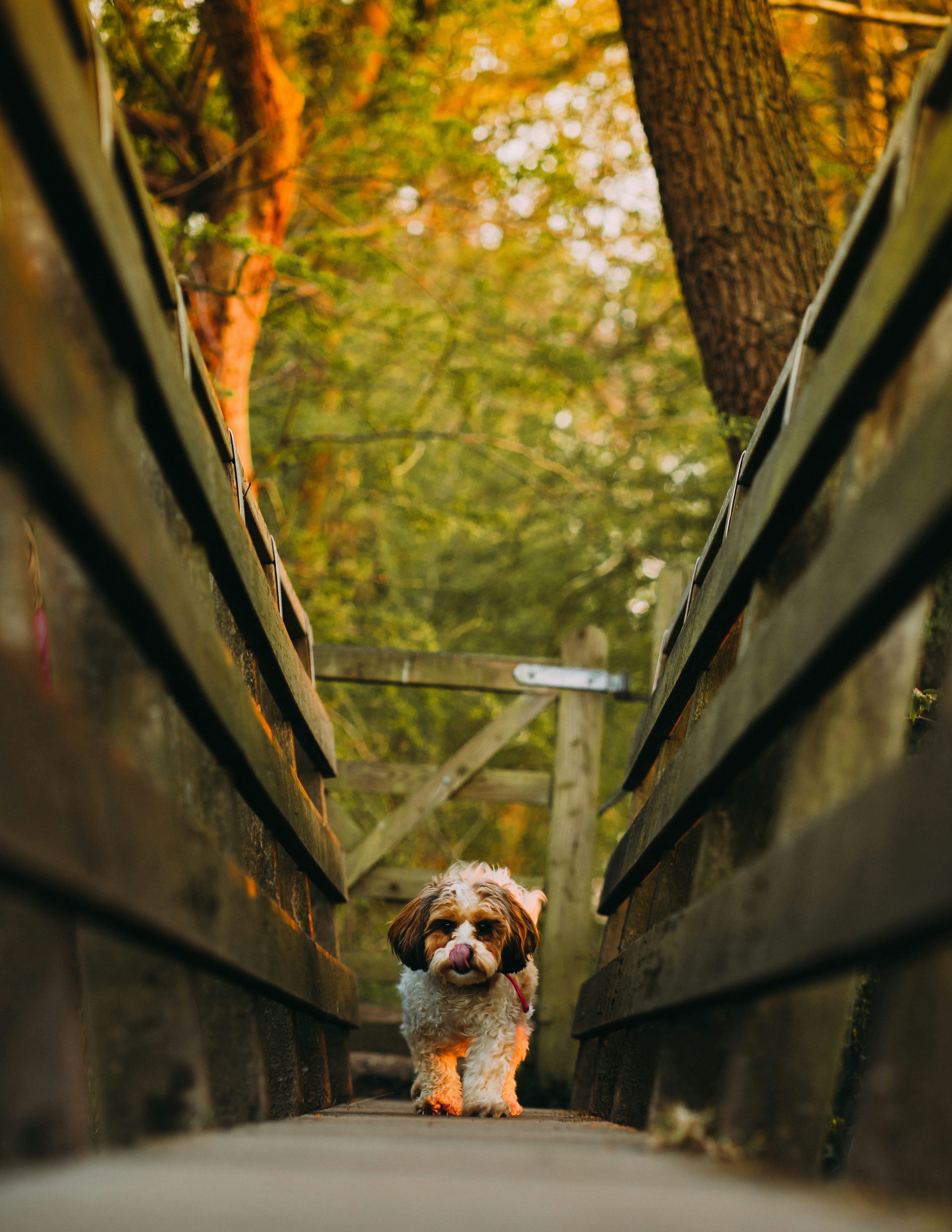 Under Golden Canopy: A Puppy on the Bridge