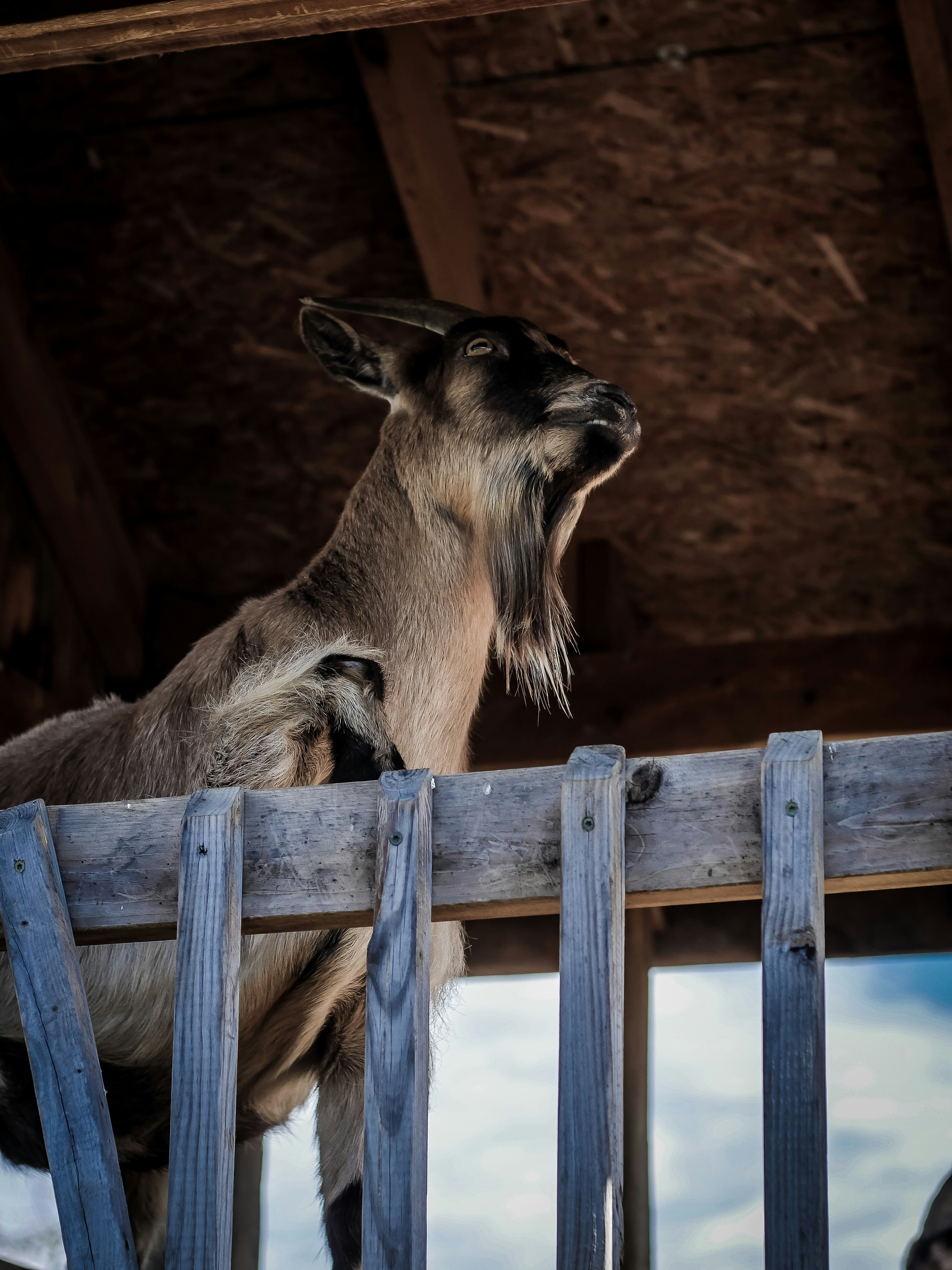 Bearded Goat on a Weathered Balcony: A Low-Angle Barn Portrait