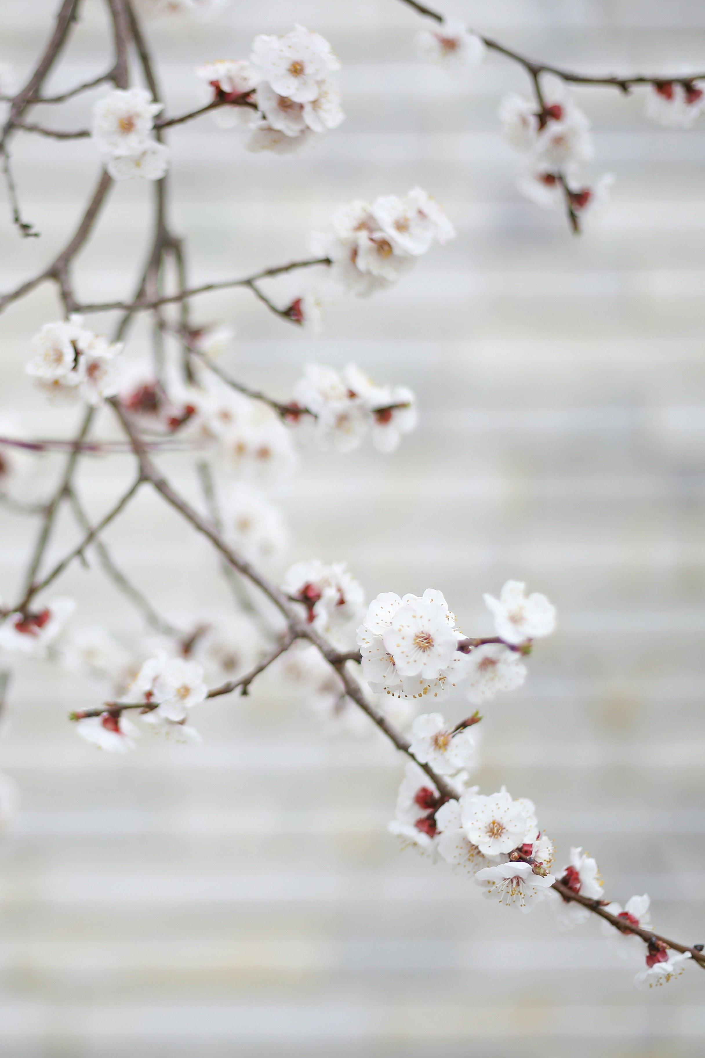 Blossoms