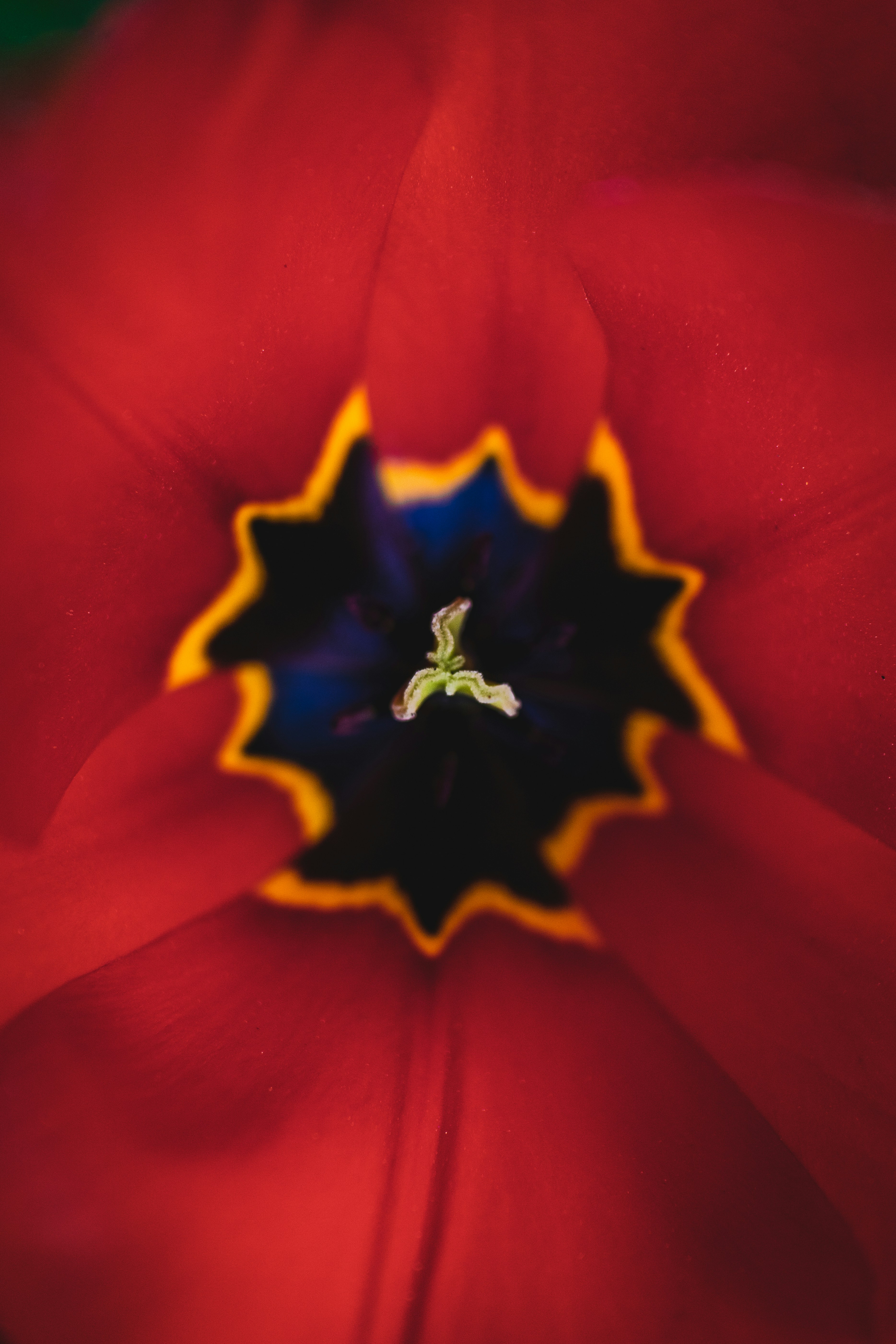 Inside of a big ol' tulip