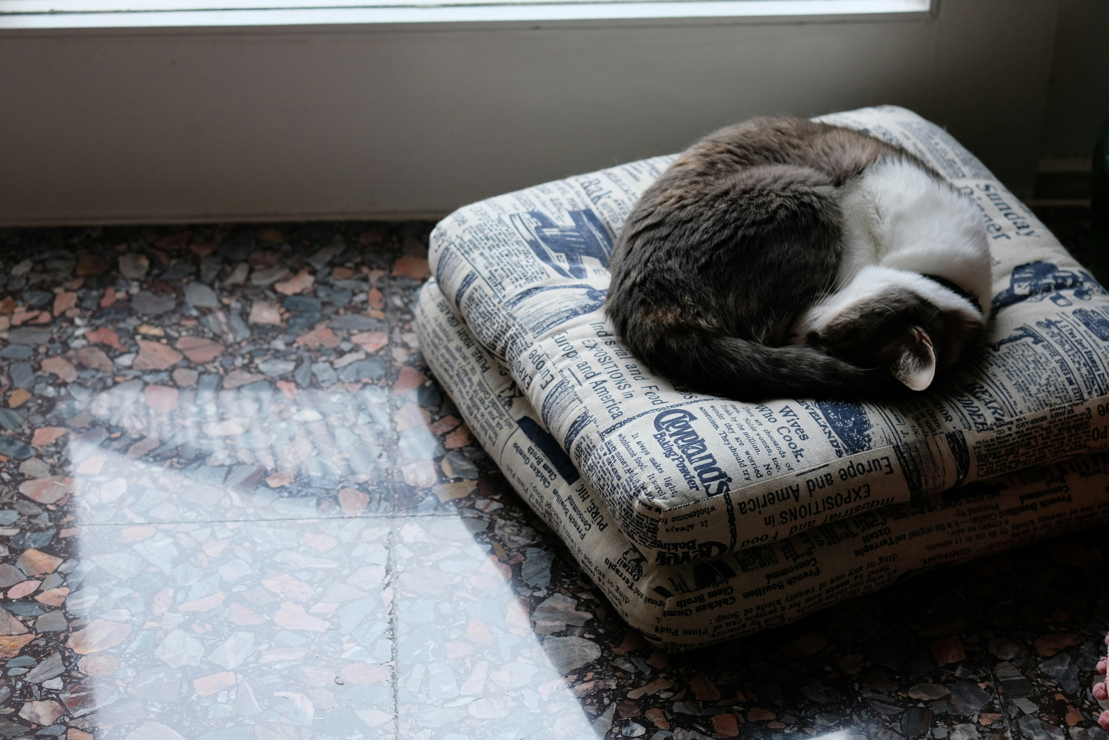 Cat nap