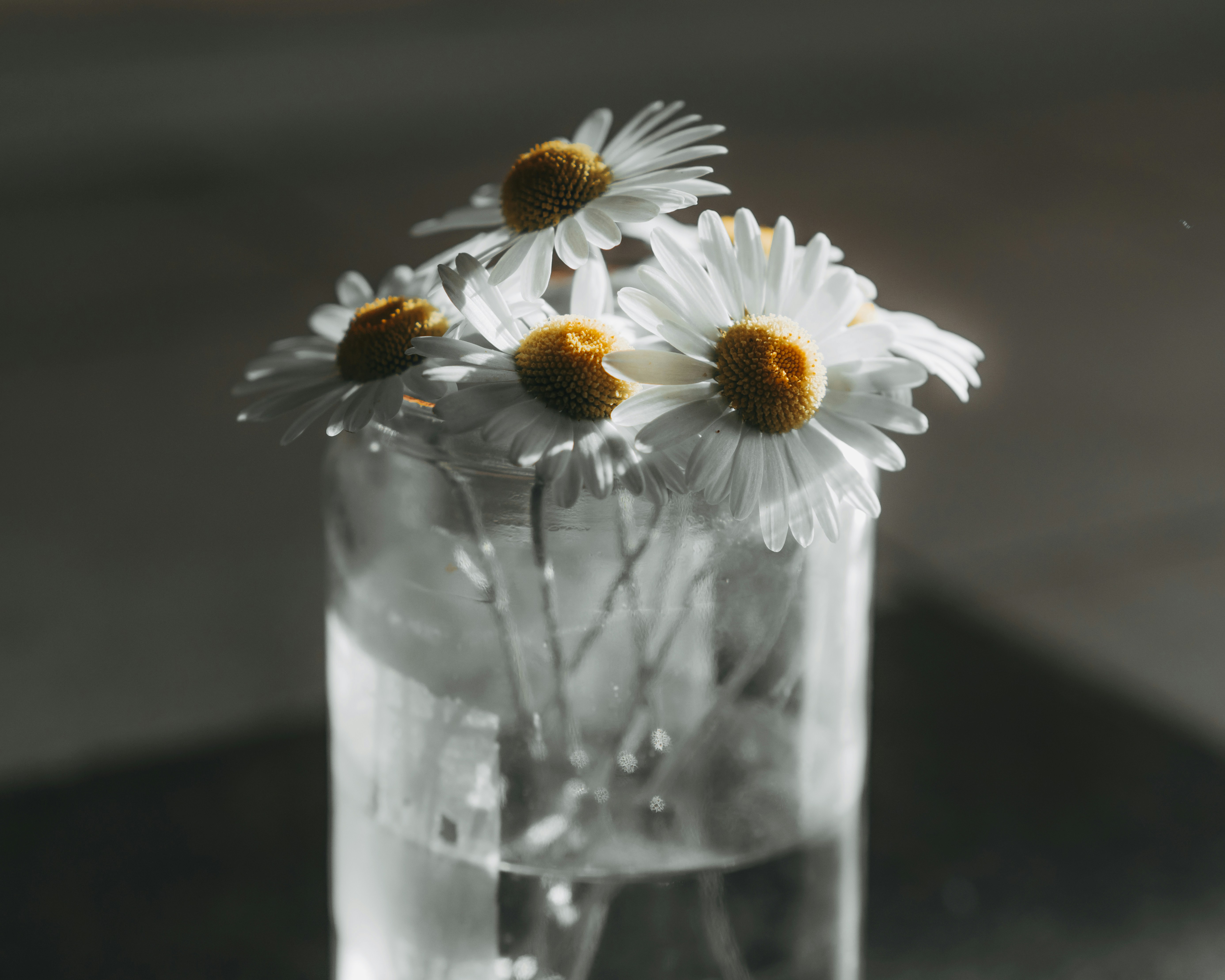 Delicate daisies arranged in a transparent vase, their bright petals contrasting against the soft background. The composition highlights the beauty of simplicity.