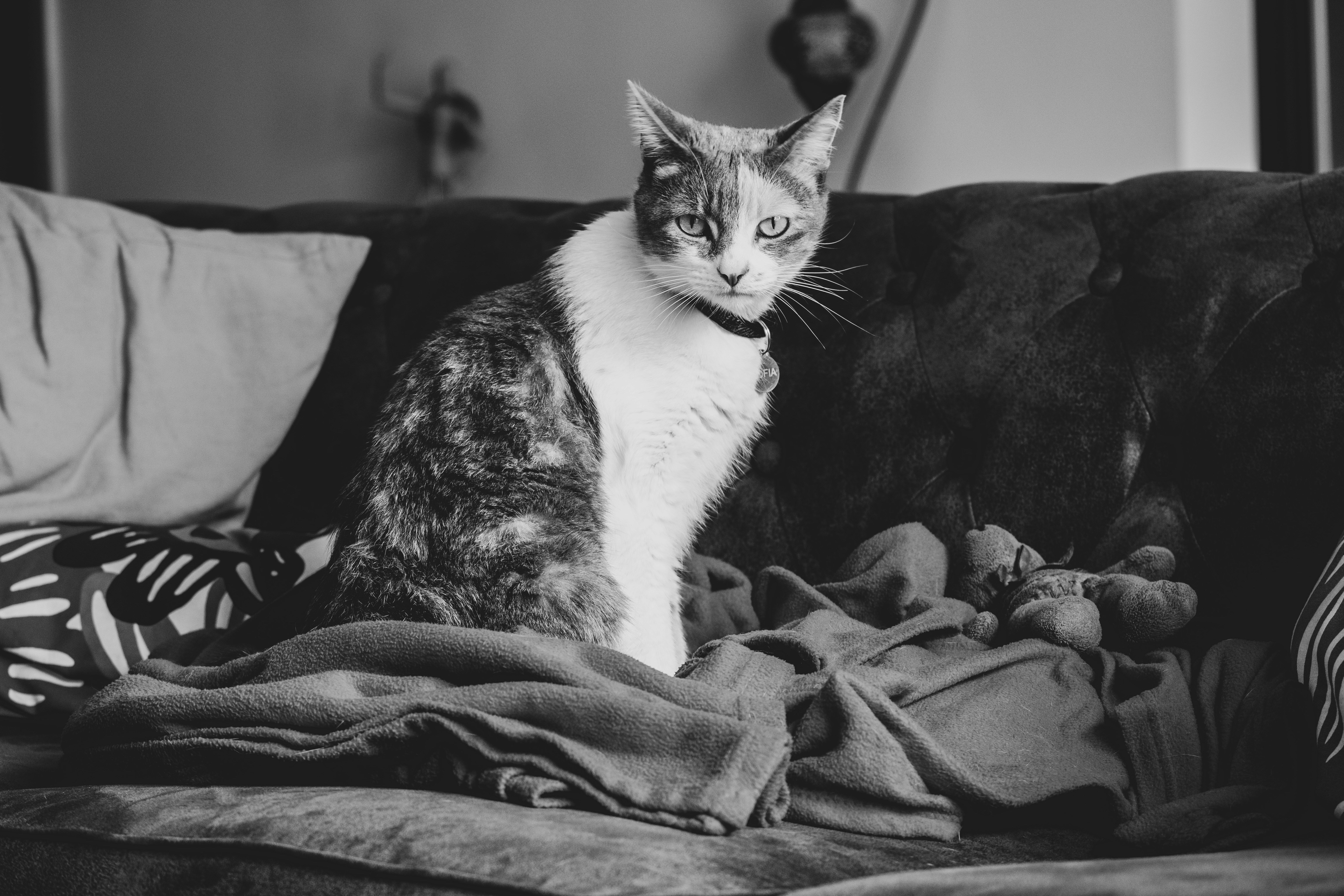 Whiskers in Mono: A Quiet Couch Portrait