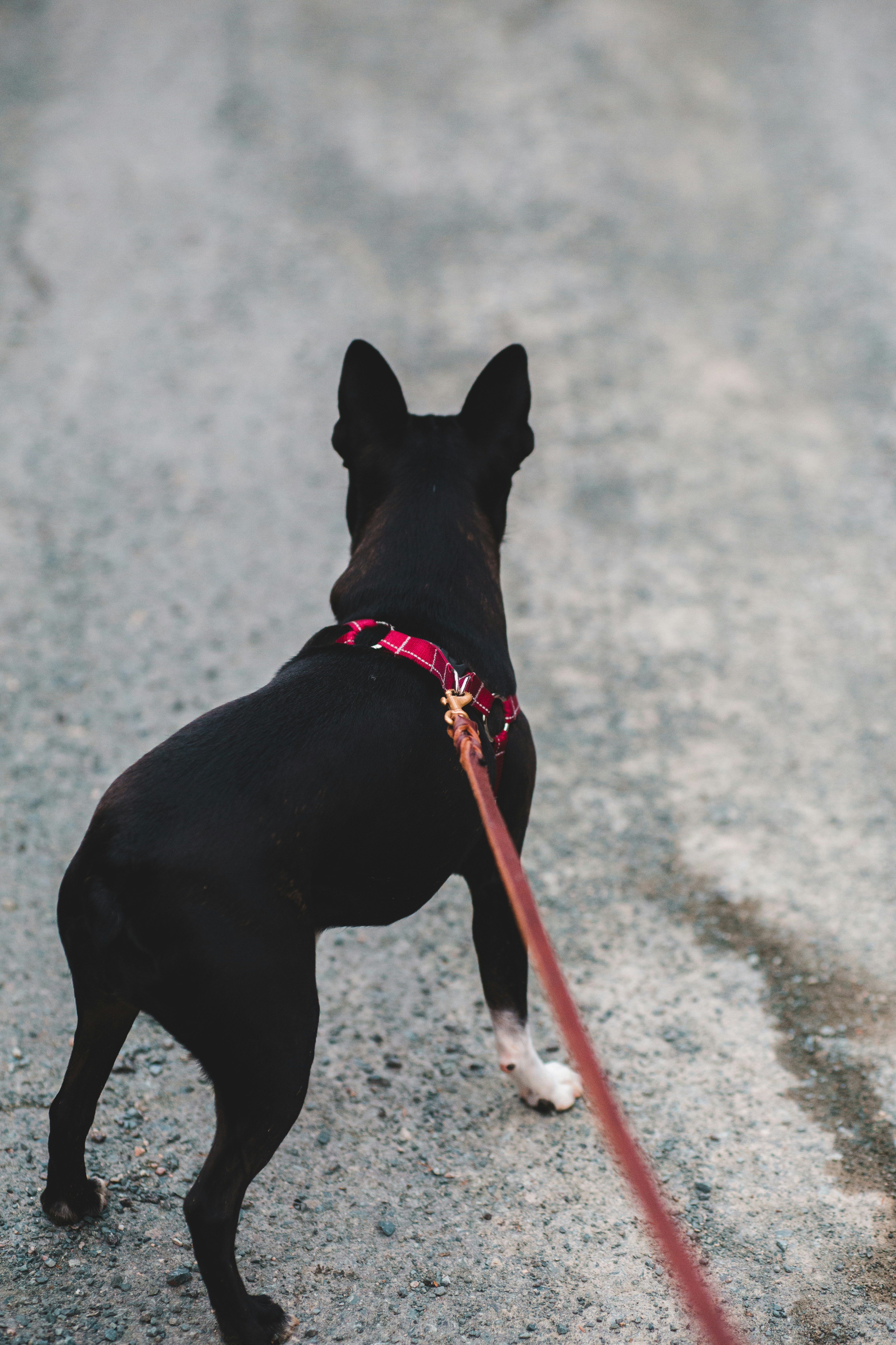 Définition de sangler | Dictionnaire français