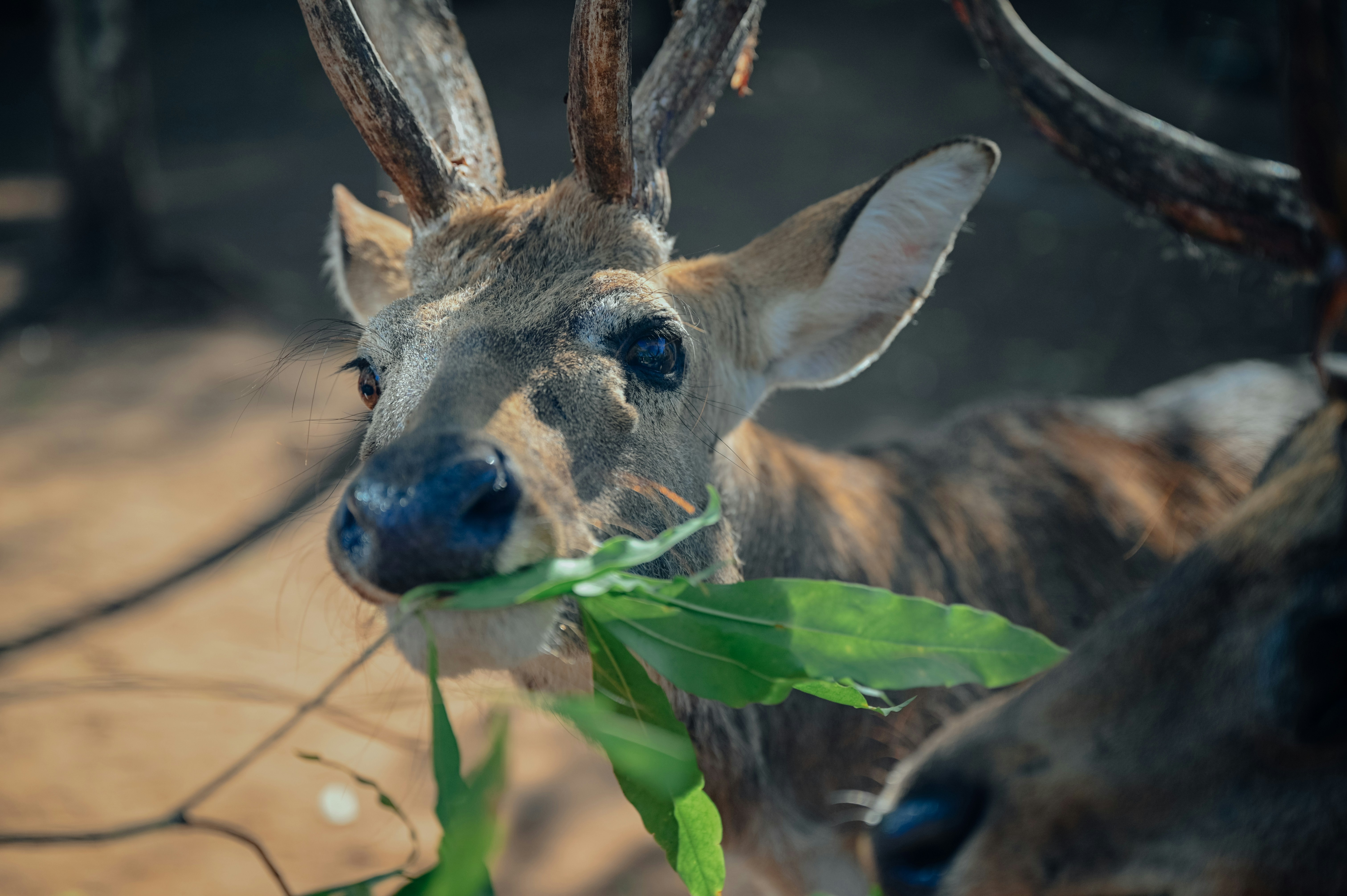 Close-up of a deer with antlers, munching on green leaves, showcasing its expressive features in a natural setting.