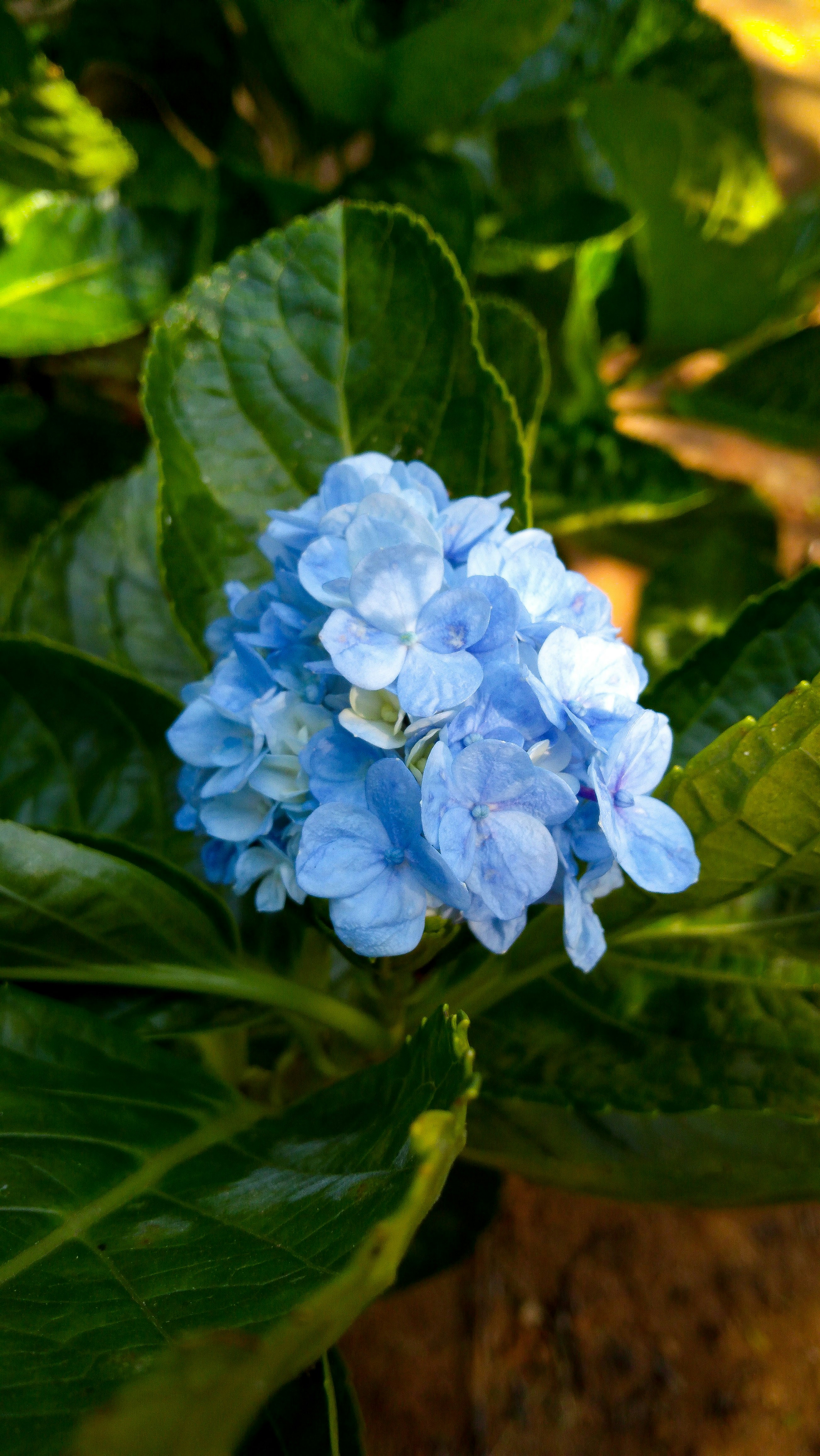 Cluster of blue hydrangea flowers surrounded by vibrant green leaves, showcasing nature's palette in harmony.