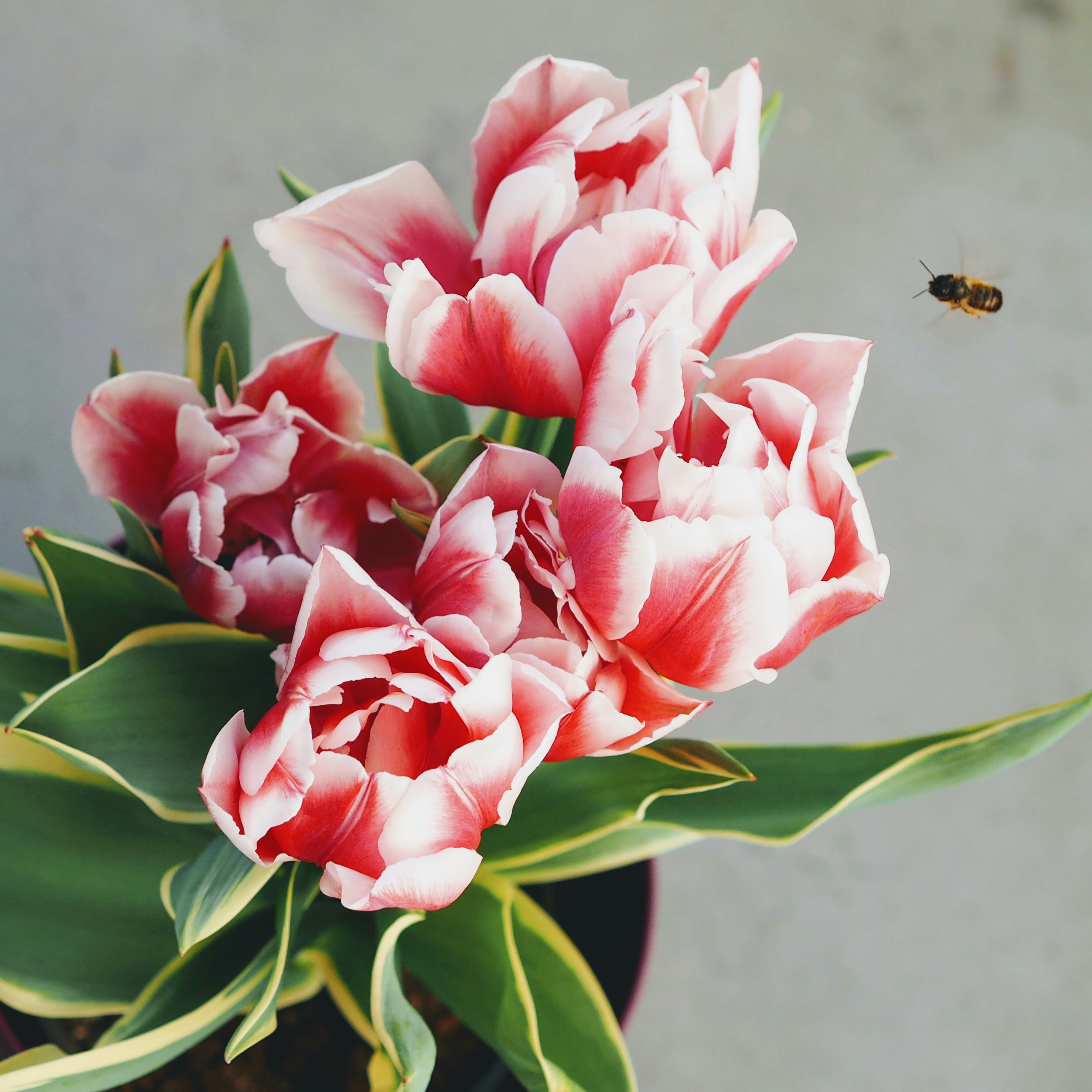 Pink-edged tulips in bloom with a hovering bee