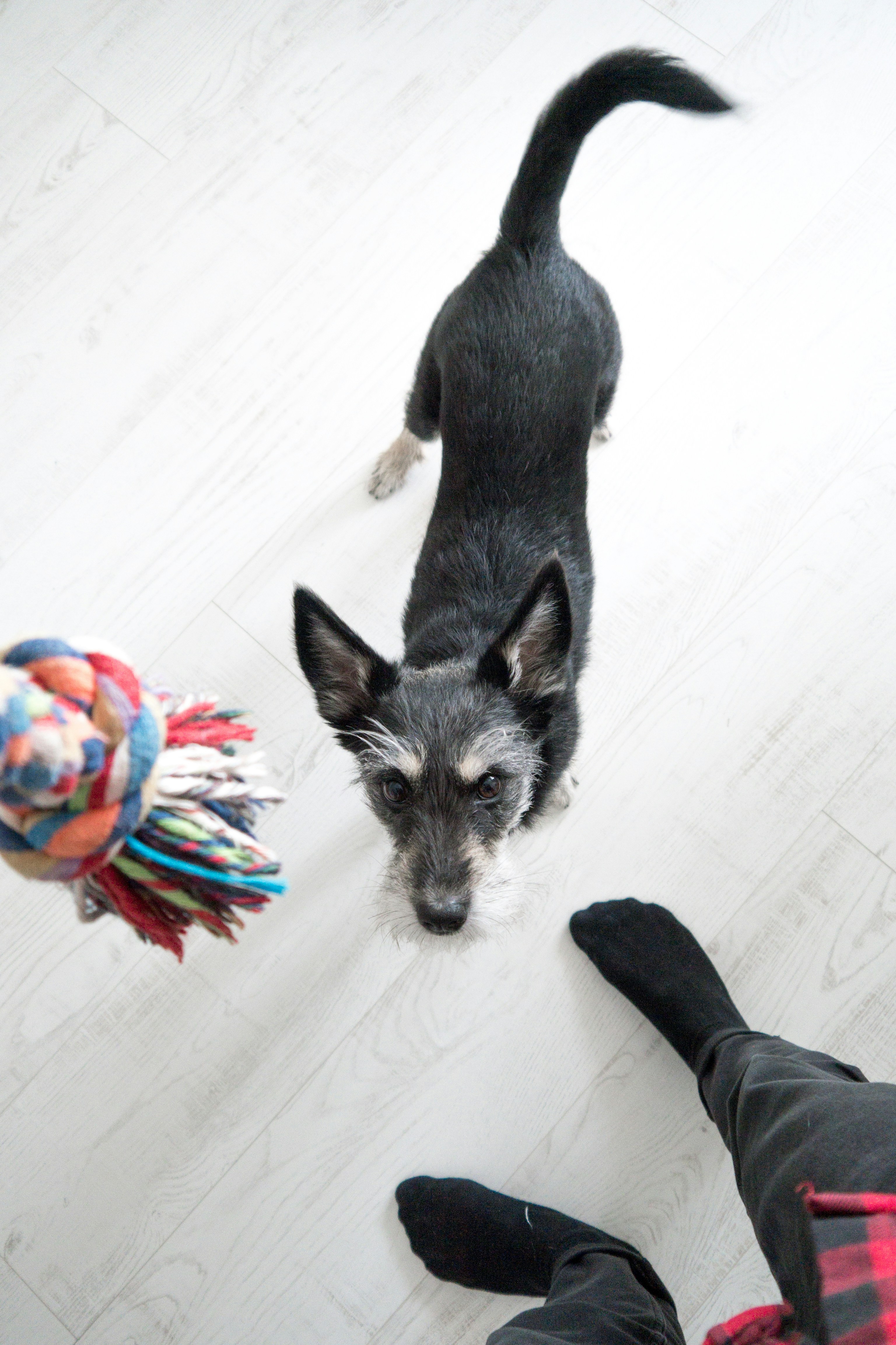 Curious Terrier Stares Up from a Bright Floor