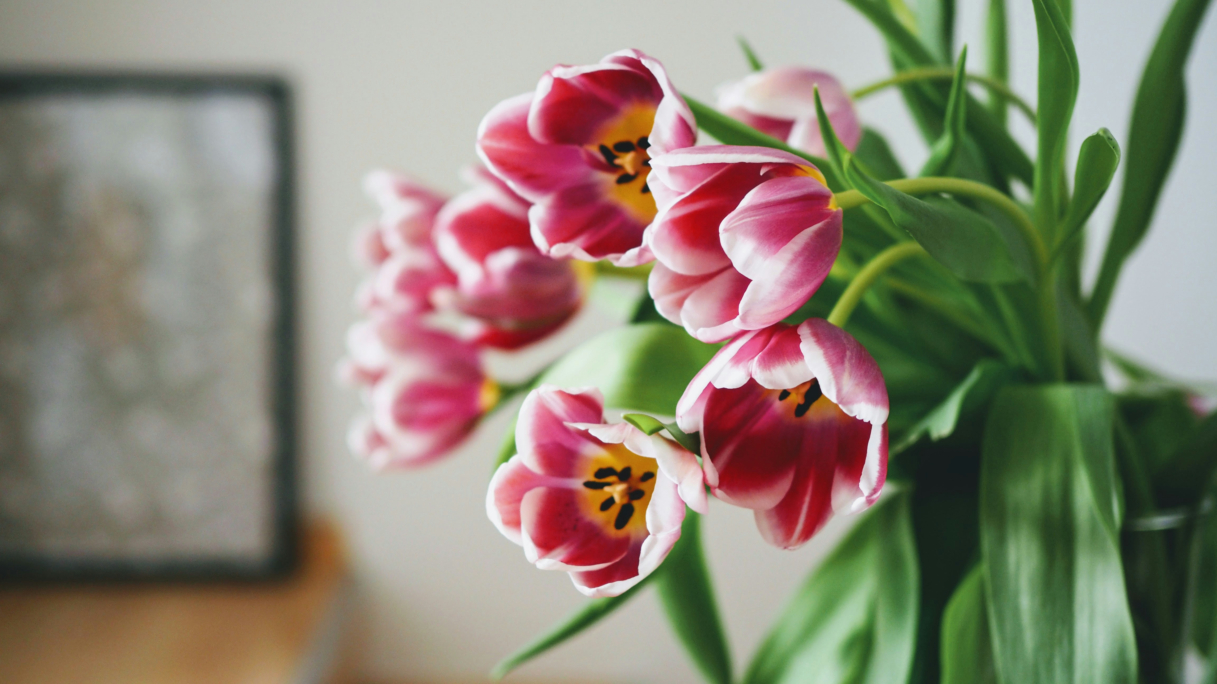 Soft Pink Tulips under Quiet Indoor Light