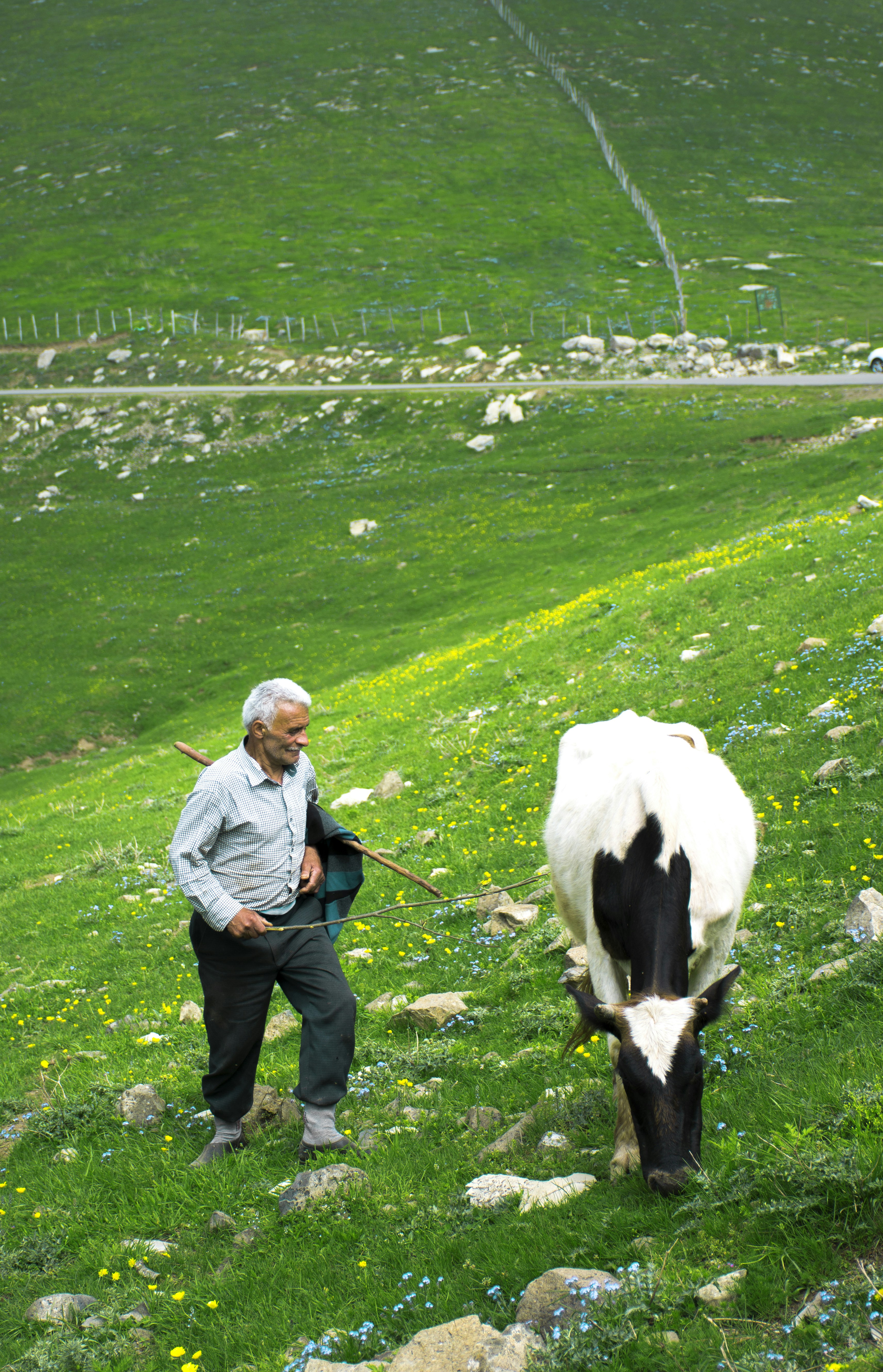Elderly man walking through a vibrant green meadow, guiding a grazing cow amidst wildflowers. 