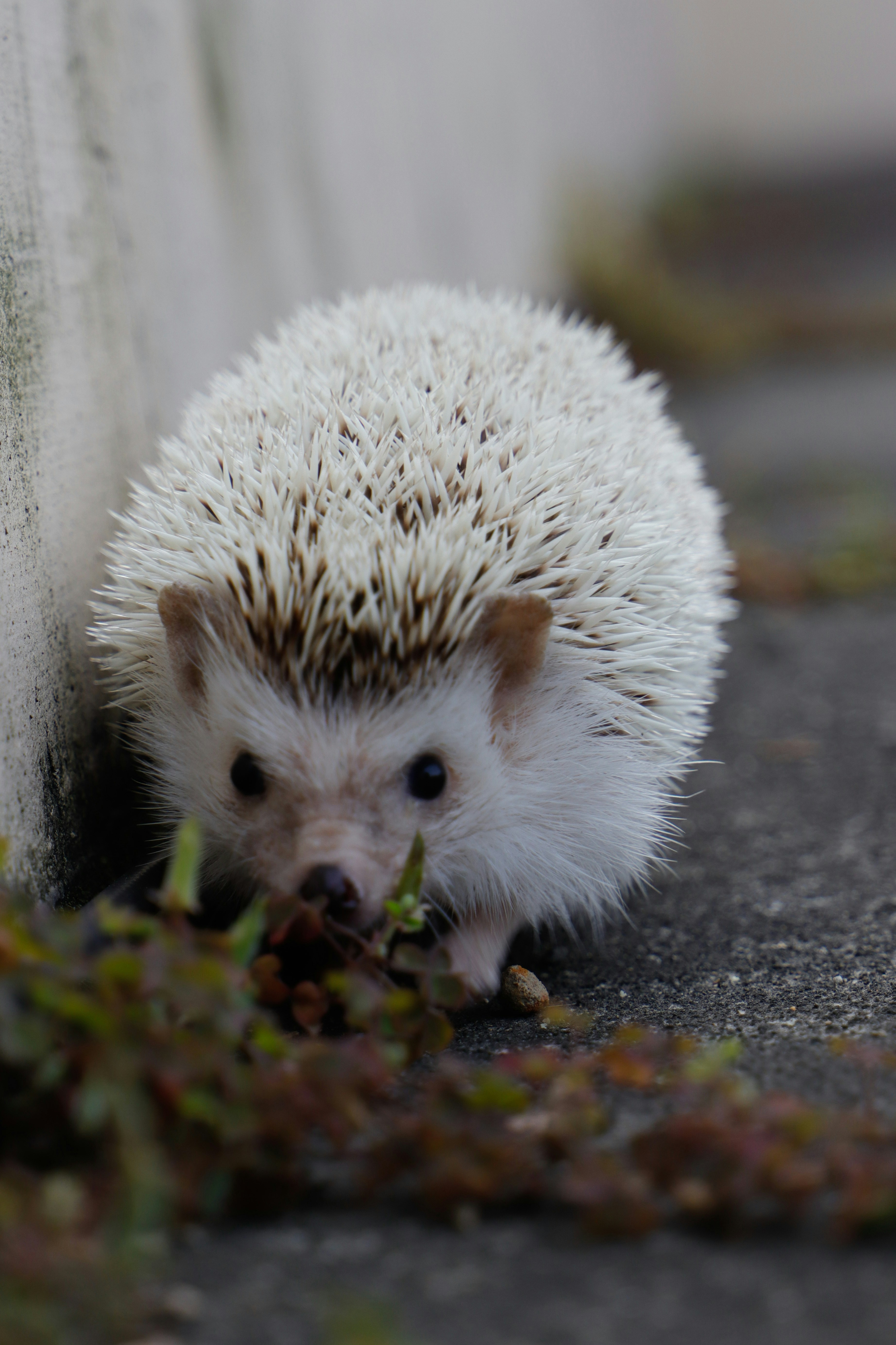 Curious Hedgehog at Ground Level