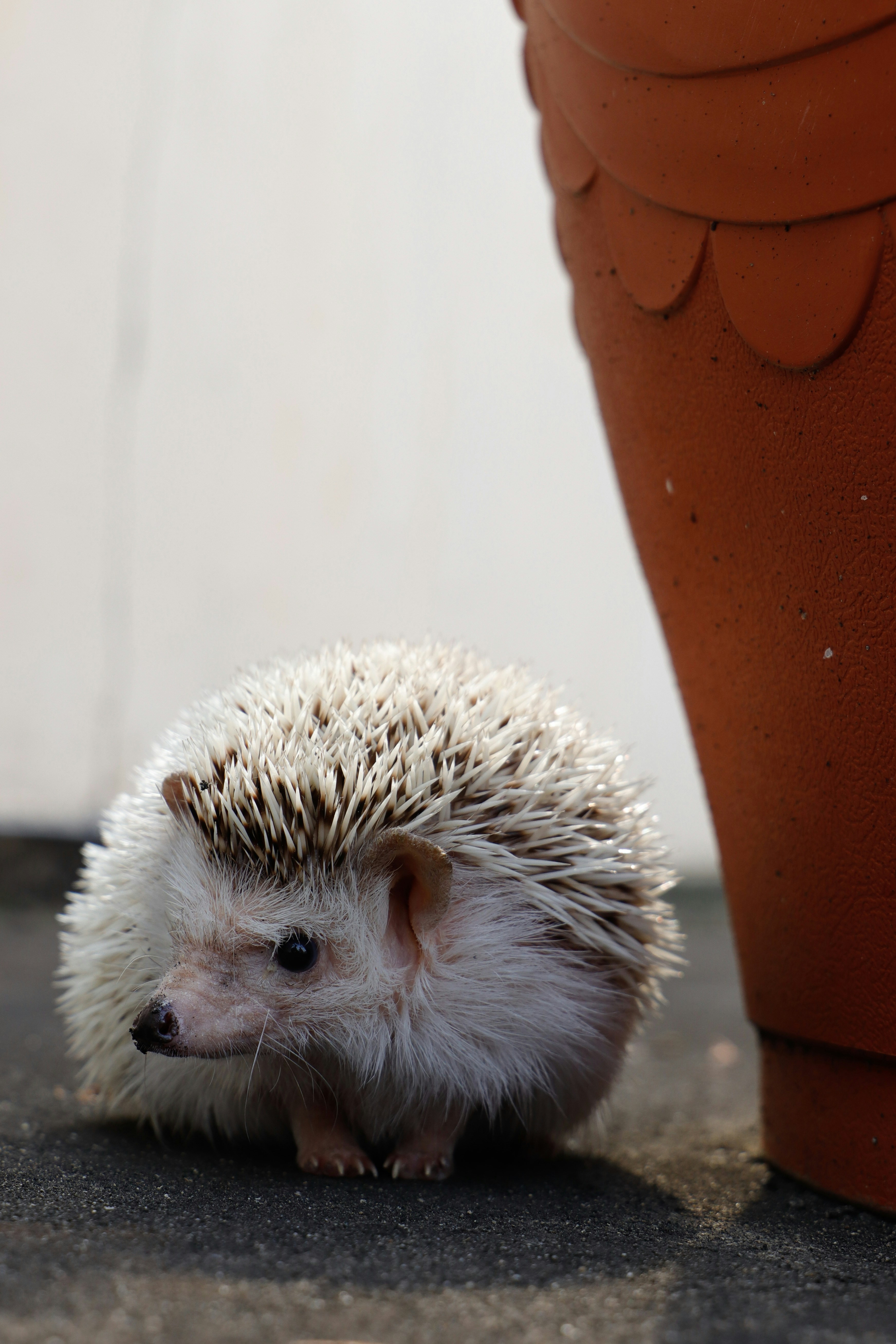 Tiny Hedgehog, Big Moment: A Curious Stare Under a Terracotta Shade
