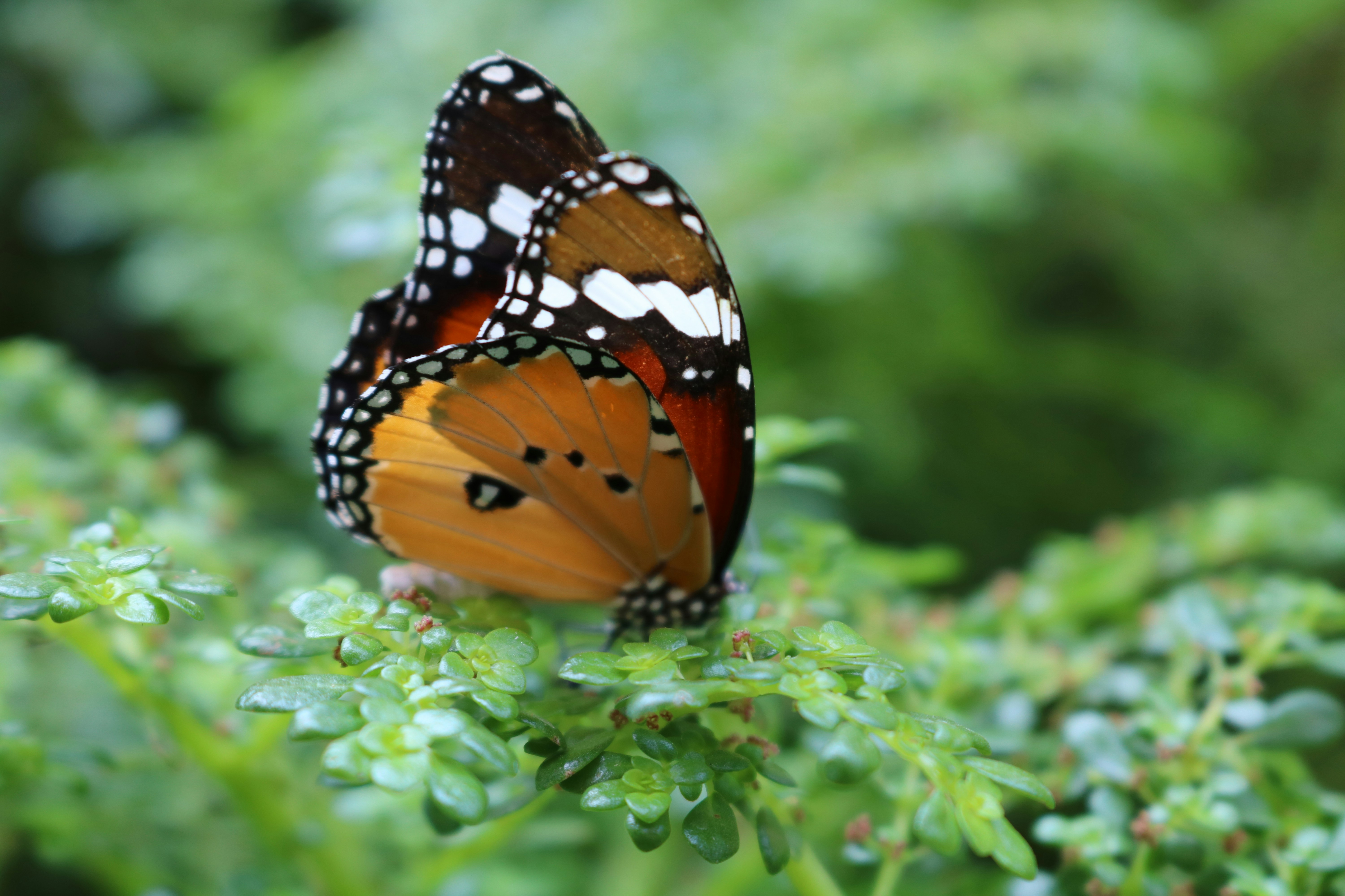 Wings on Green Velvet: A Butterfly Resting Among Leaf Lattice