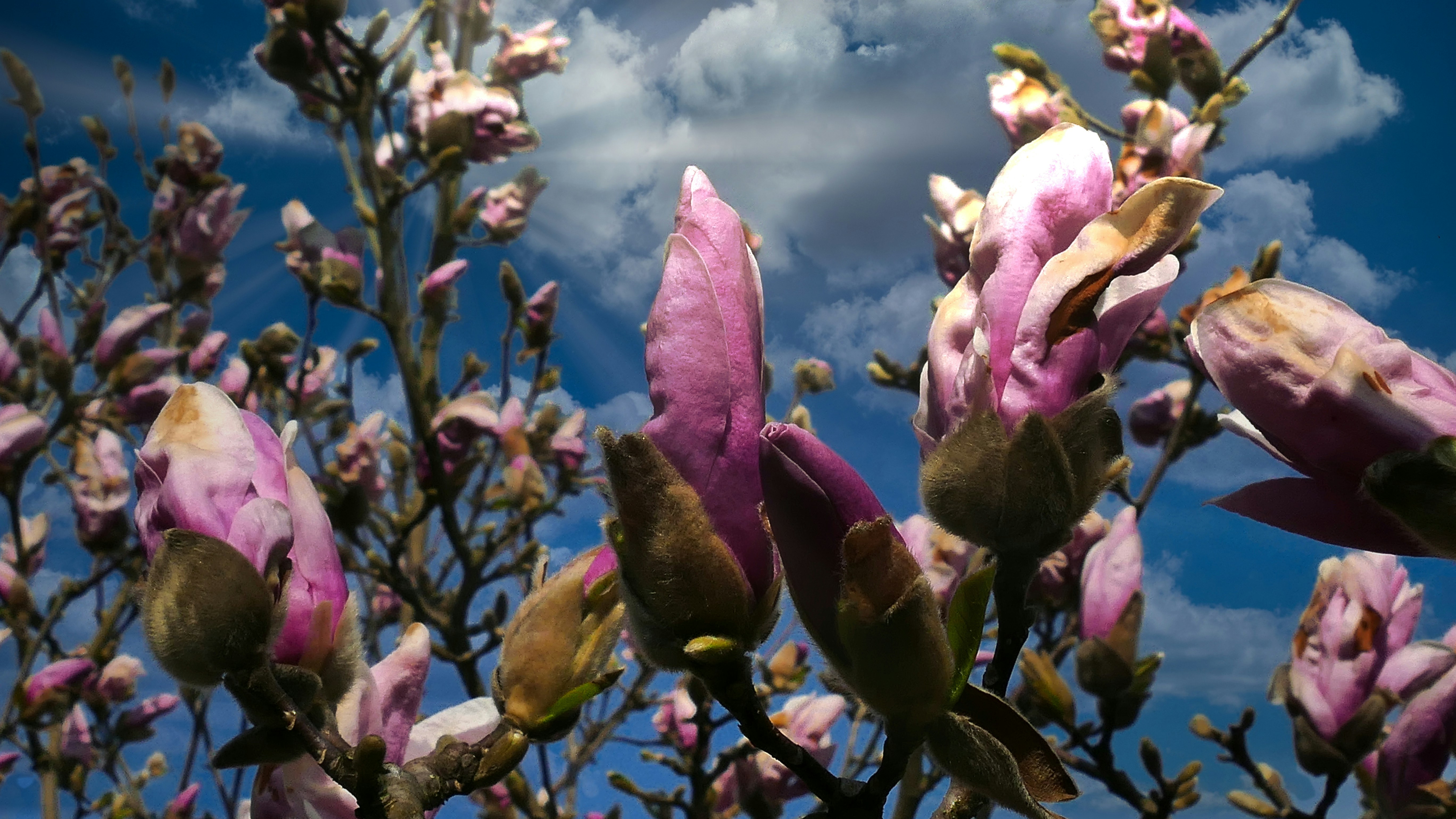 magnolia