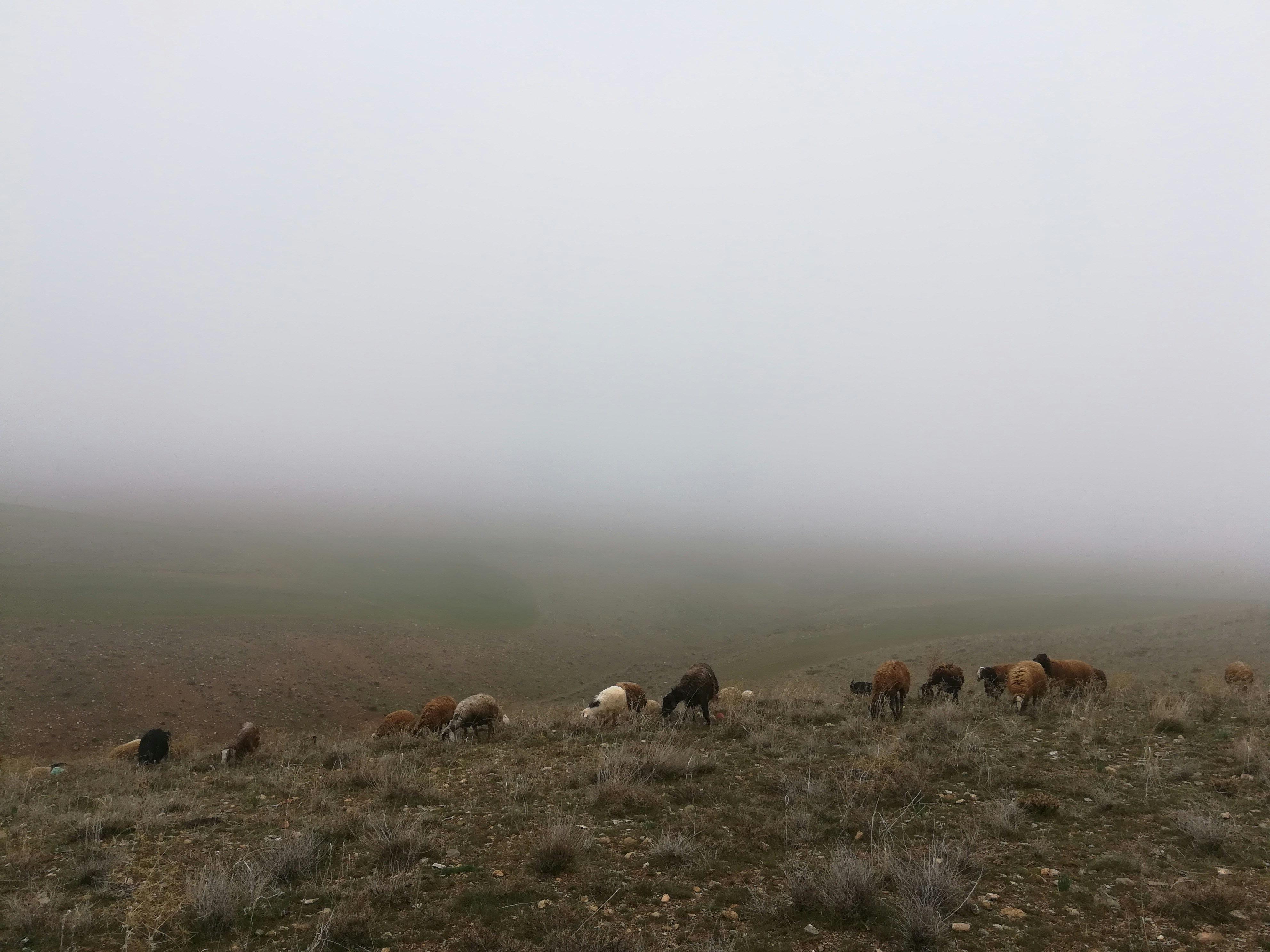 Horses graze on a fog-wrapped hillside as the landscape fades into mist. The scene captures a quiet, low-contrast moment.