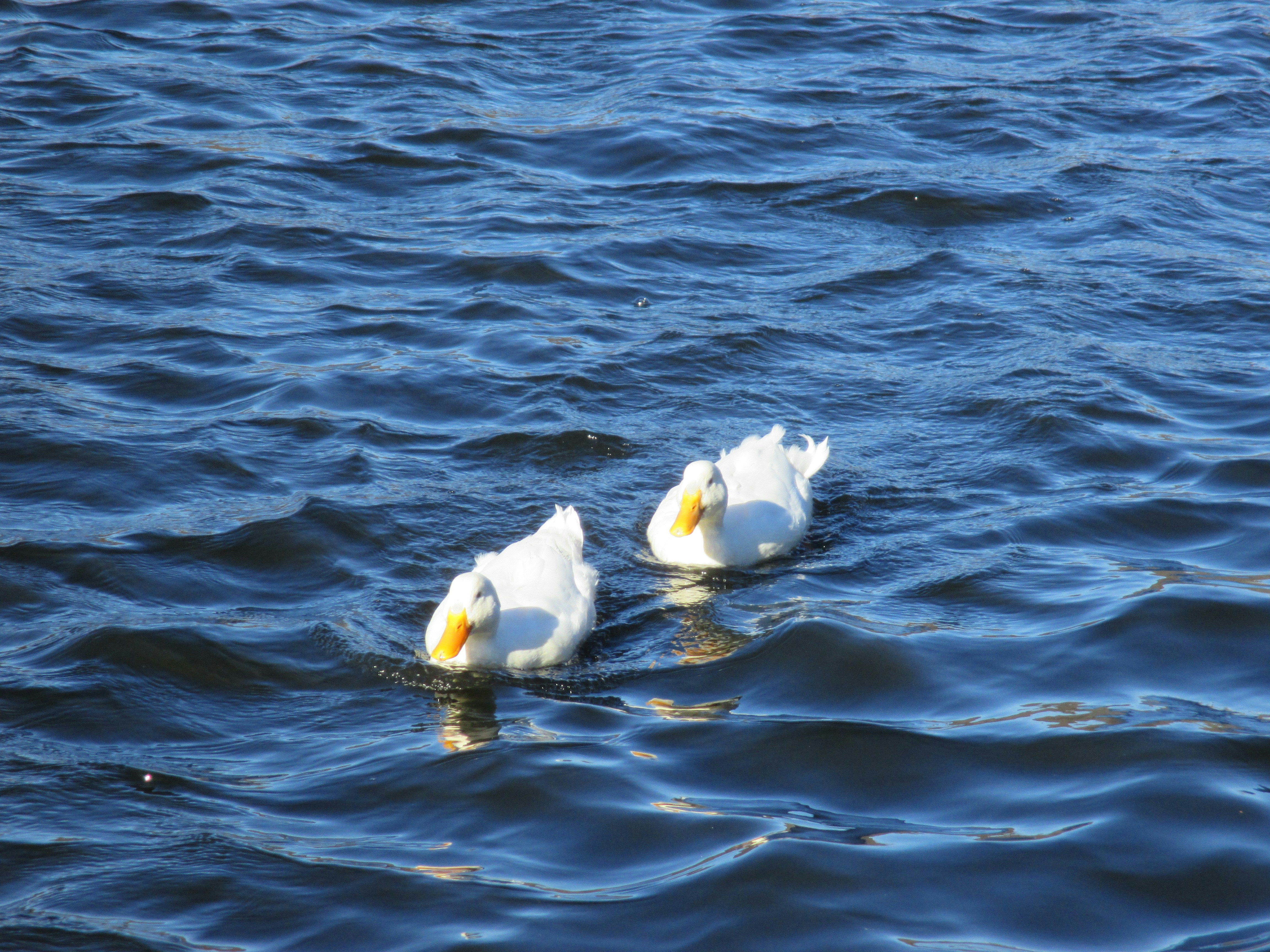 Two White Pelicans Drift Across Blue Wake