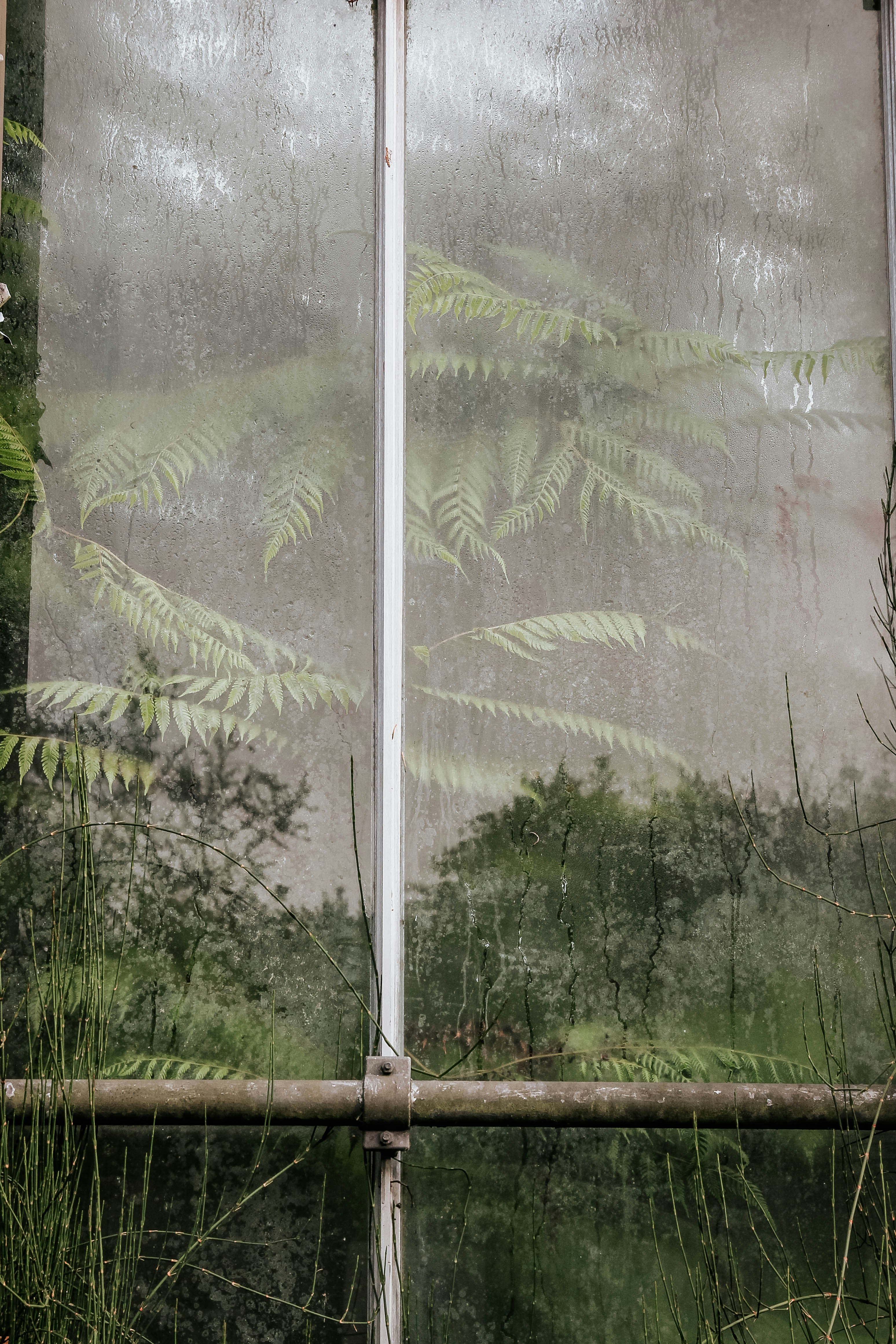 Fogged greenhouse window revealing lush ferns and greenery beyond, creating a sense of mystery and tranquility.