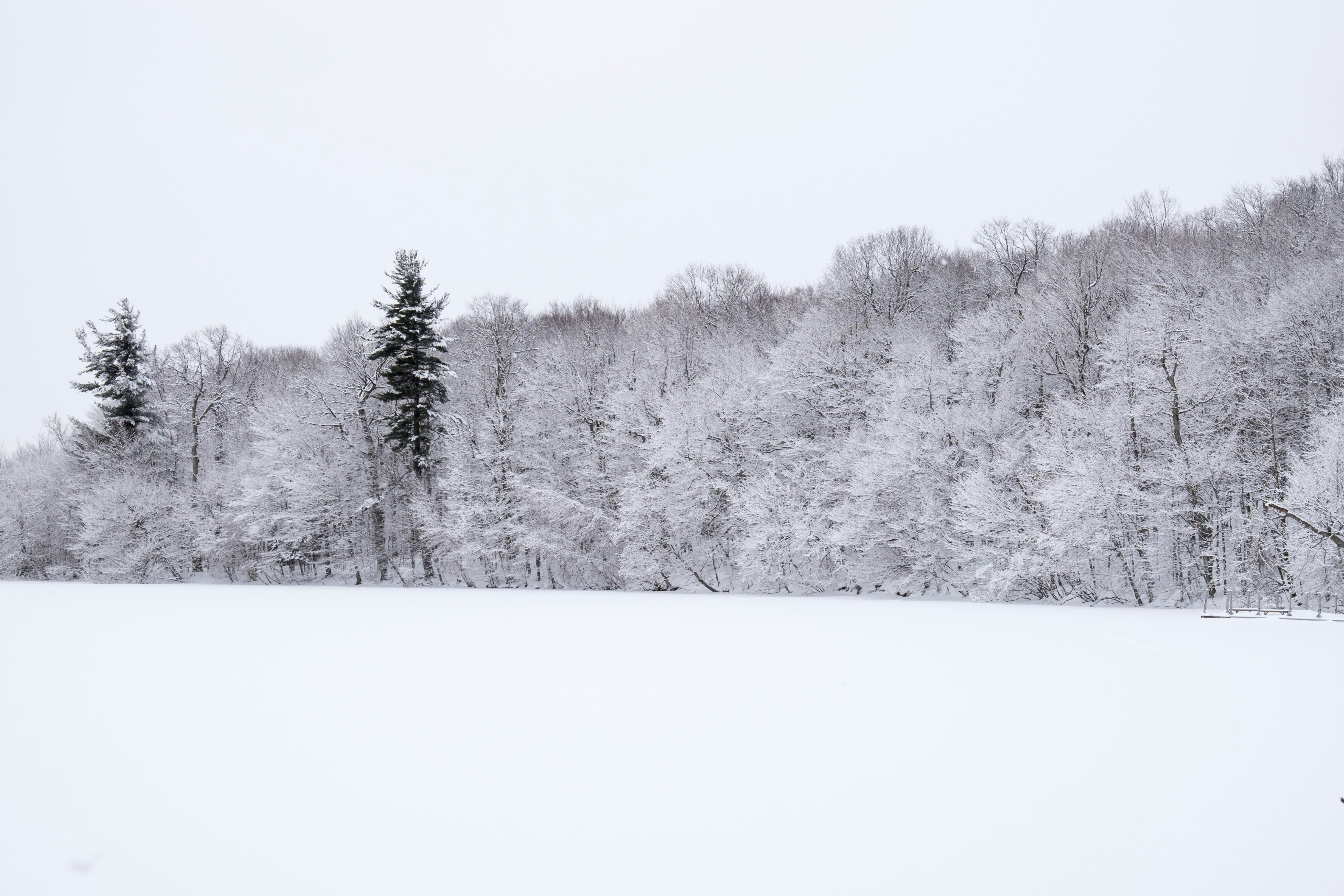 Snow-laden trees stand quietly against a stark white field under an overcast sky.