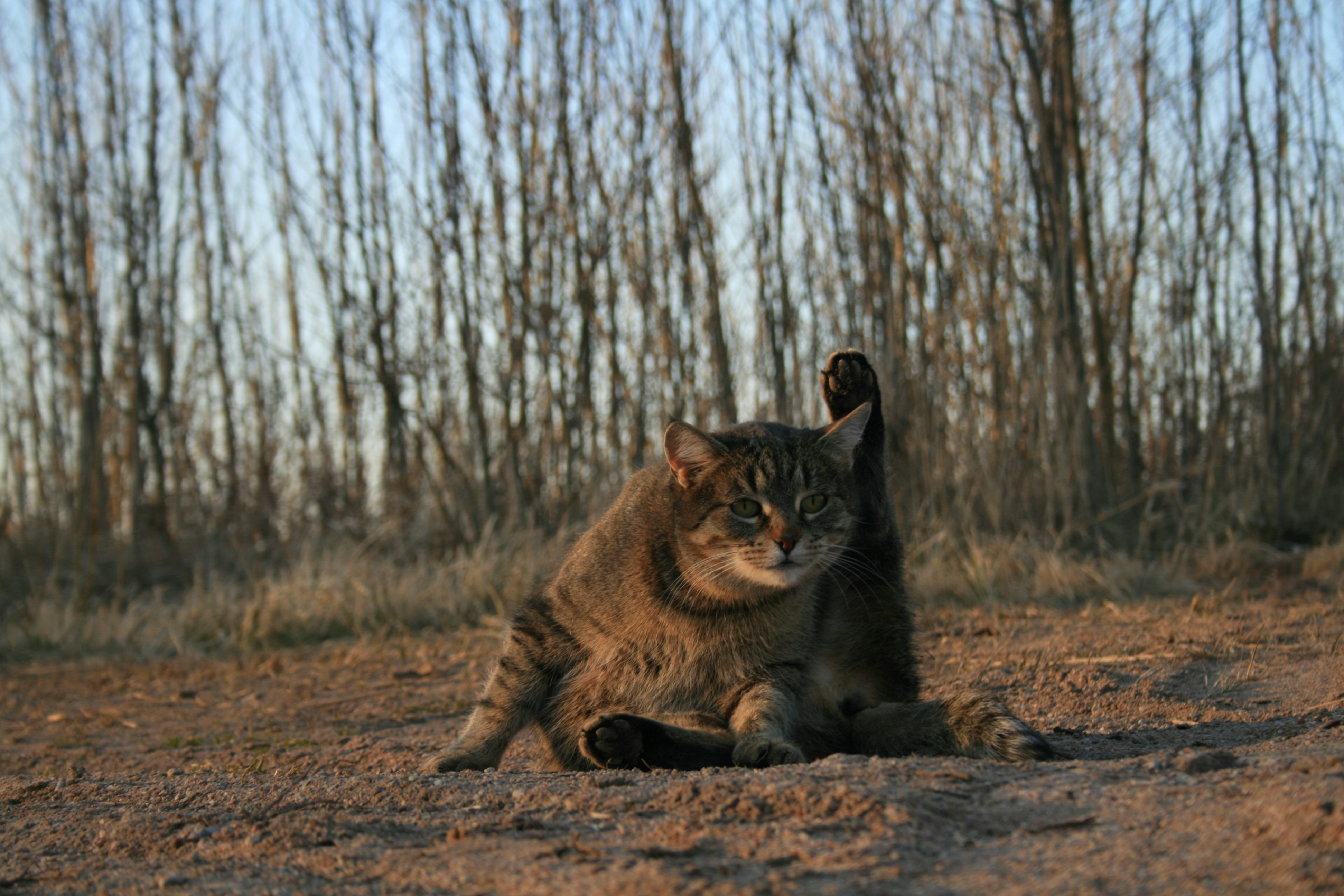 A playful cat grooming itself on a sandy patch, surrounded by tall, slender trees in the background. The warm light of the setting sun enhances the scene.