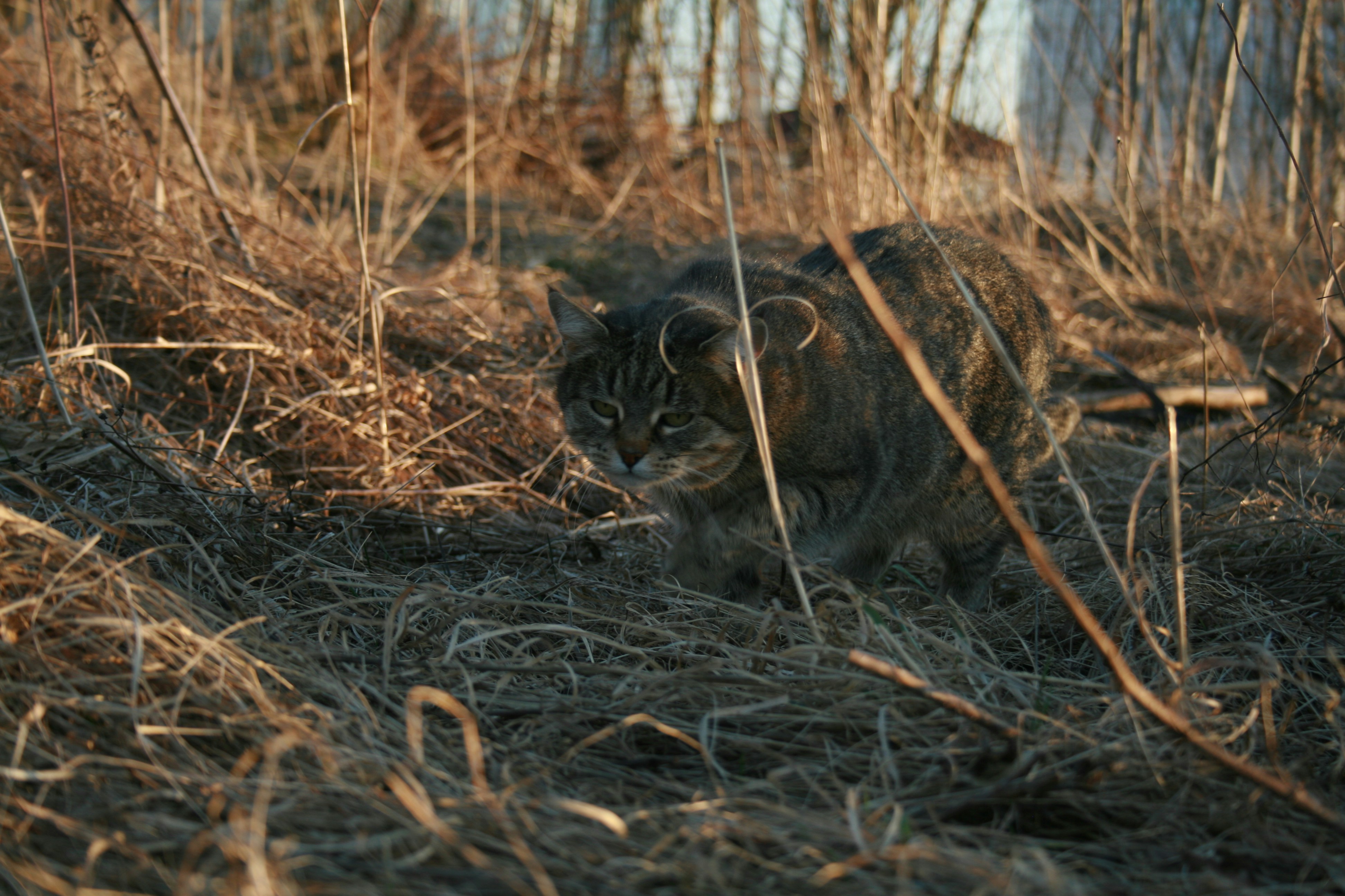 Dusk Stalker in a Field of Golden Grass