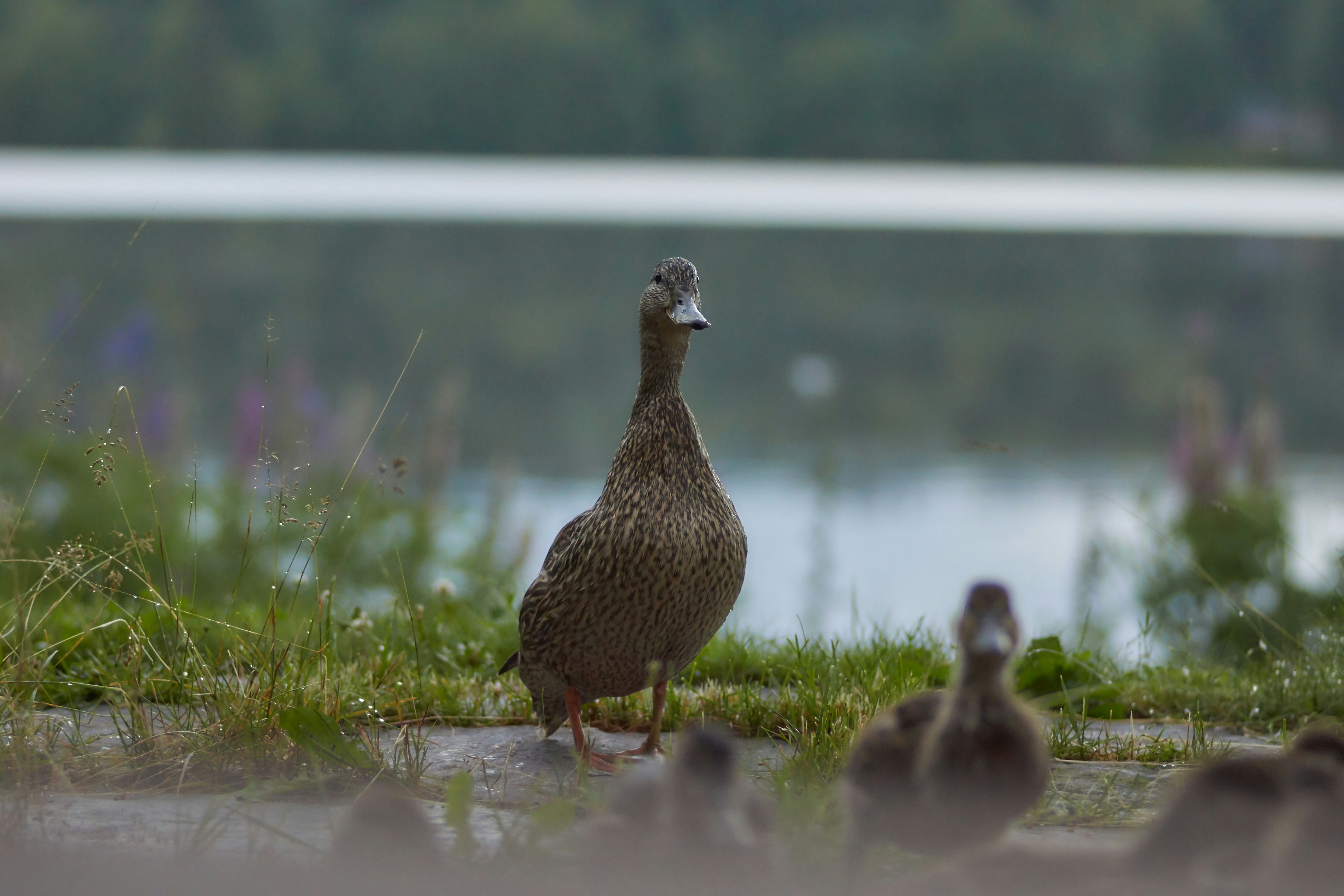 Lakeside Sentinel: A Brown Wader Watches the Water