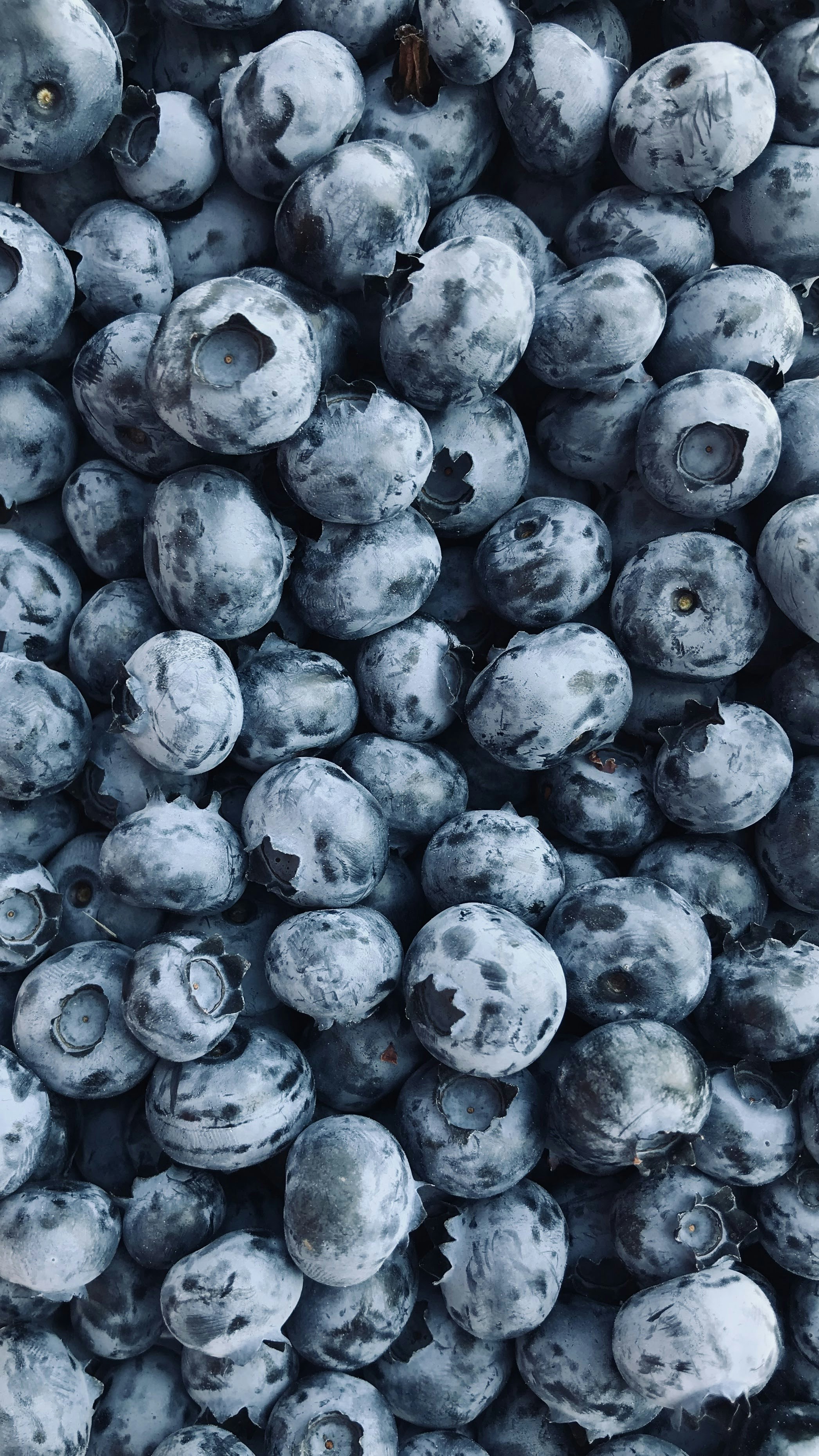 DAILY UPDATES BLUEBERRIES OUR STORY