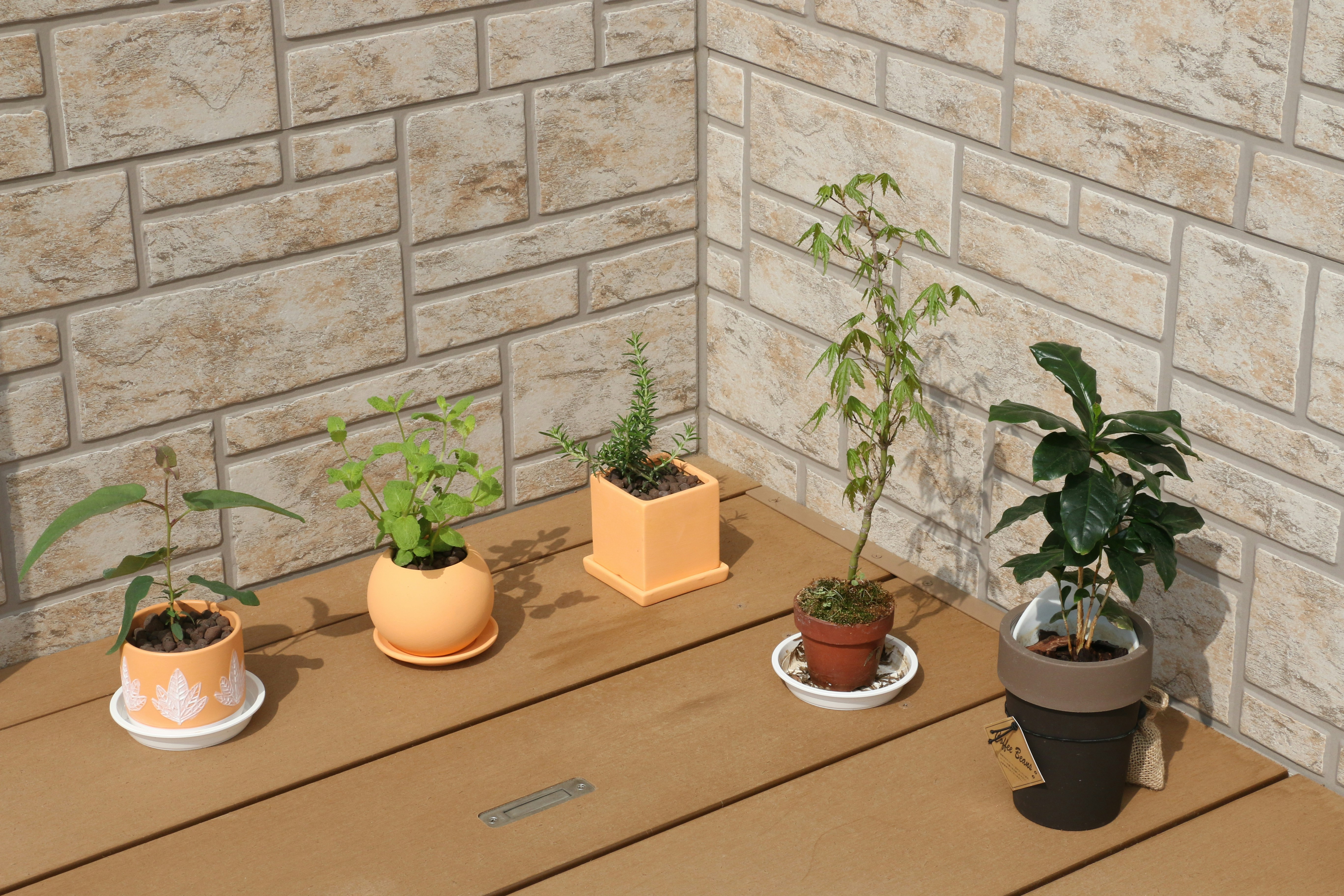 Five potted plants arranged on a wooden surface against a textured stone wall, showcasing diverse foliage and vibrant colors.