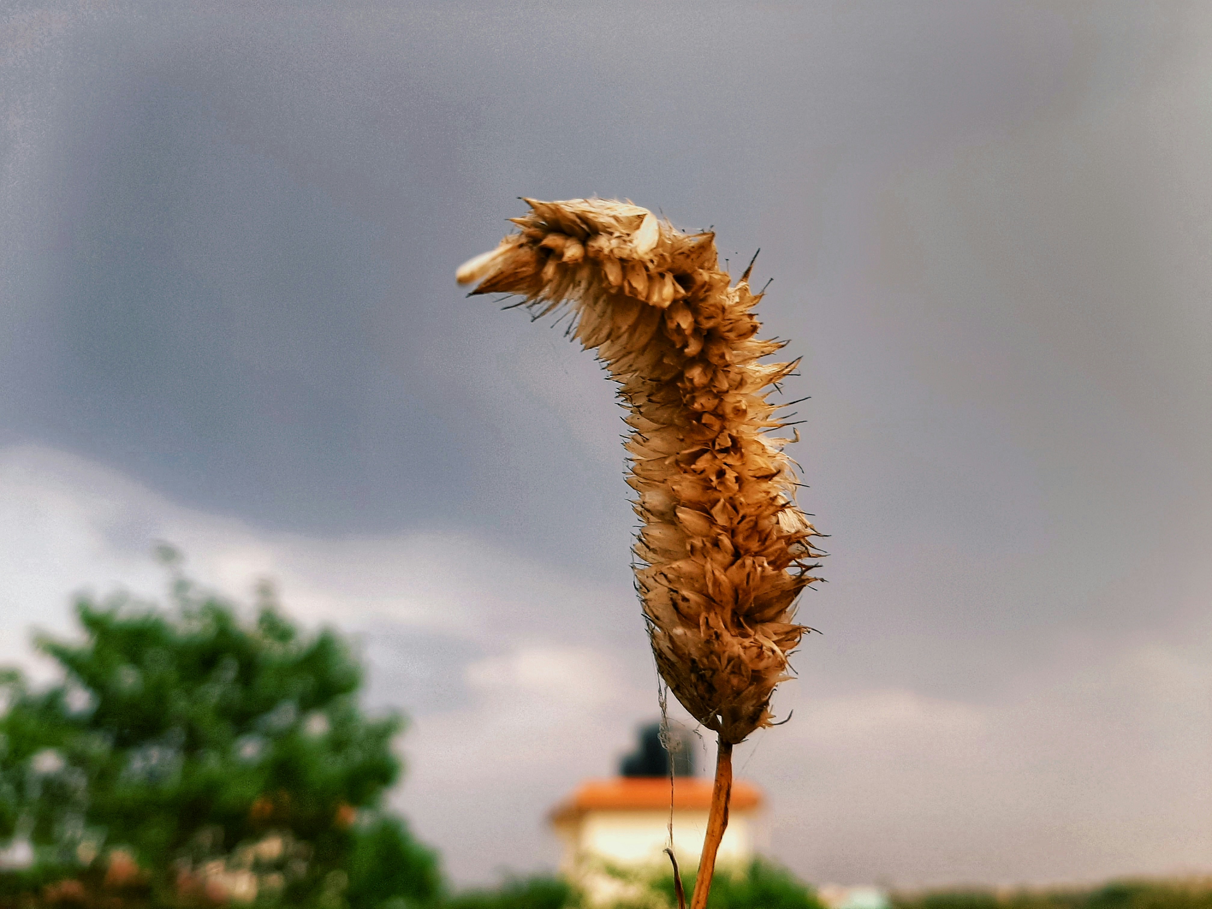 Solitary Cattail Seed Head Against a Moody Sky