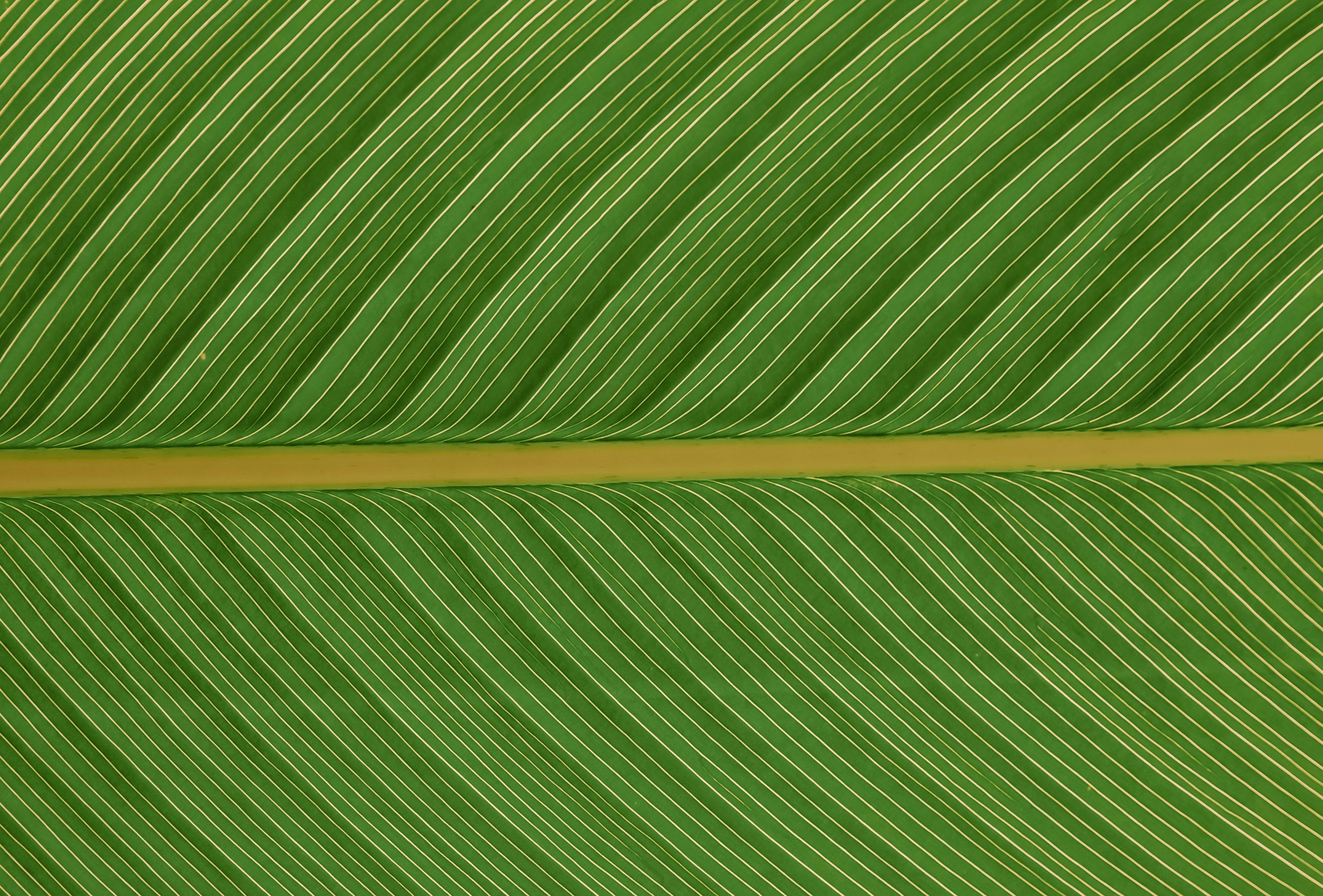 Close-up of two large green leaves showcasing their intricate vein patterns and textures.