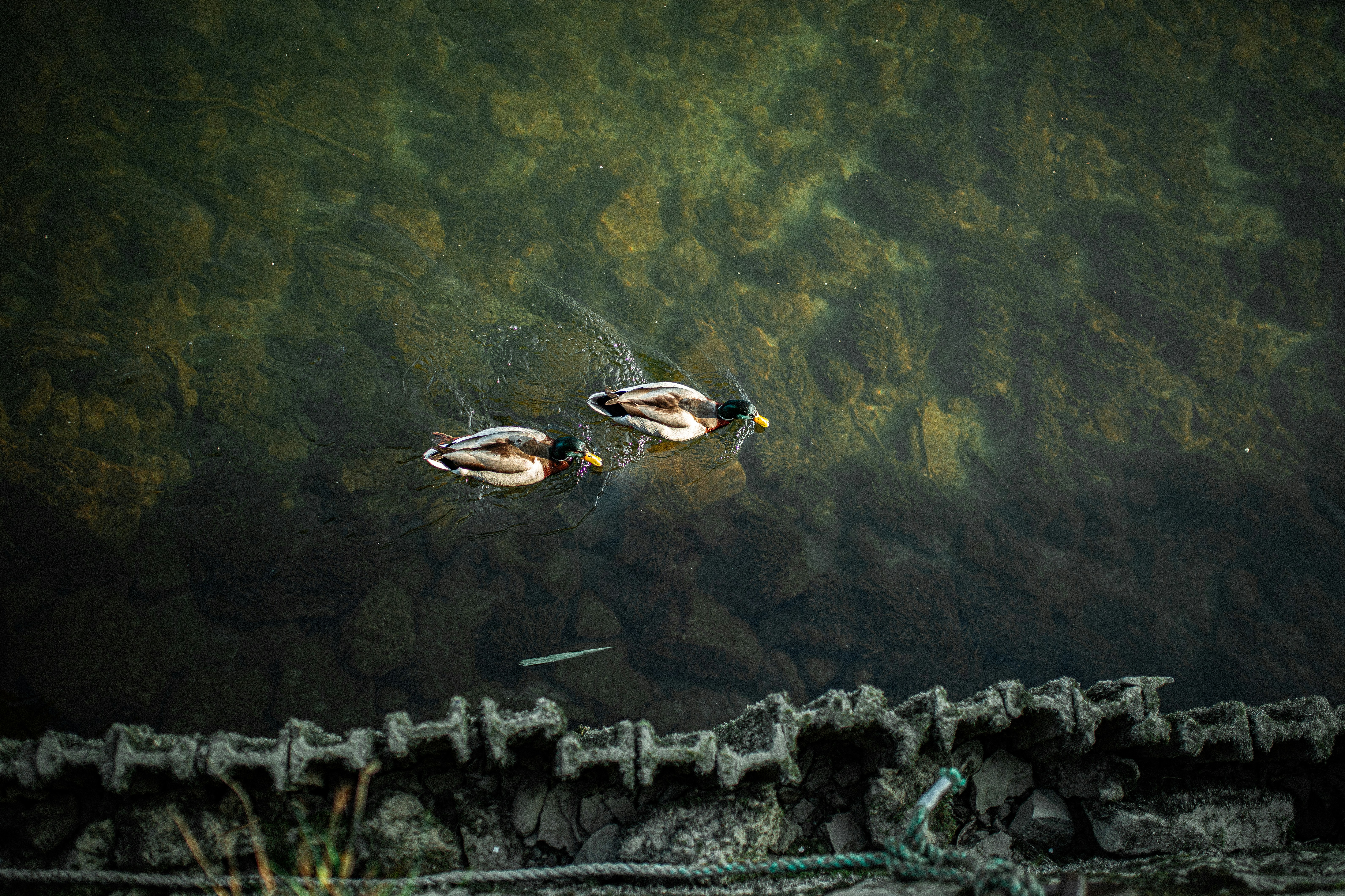 Two mallard ducks gliding gracefully over a tranquil water surface, with a textured stone edge framing the scene.