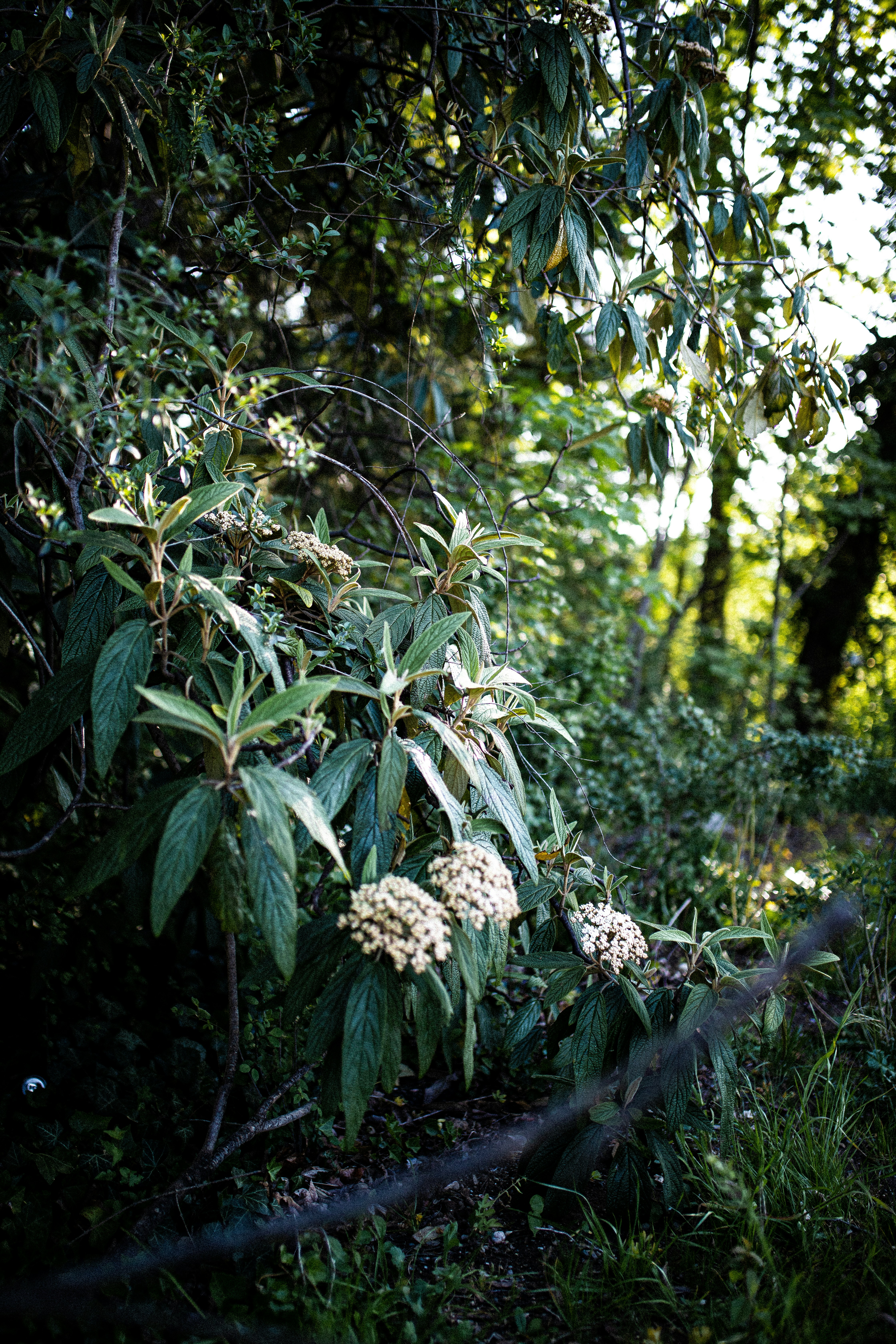 Lush foliage with clusters of white flowers nestled in a vibrant green setting, capturing the essence of a serene woodland environment.