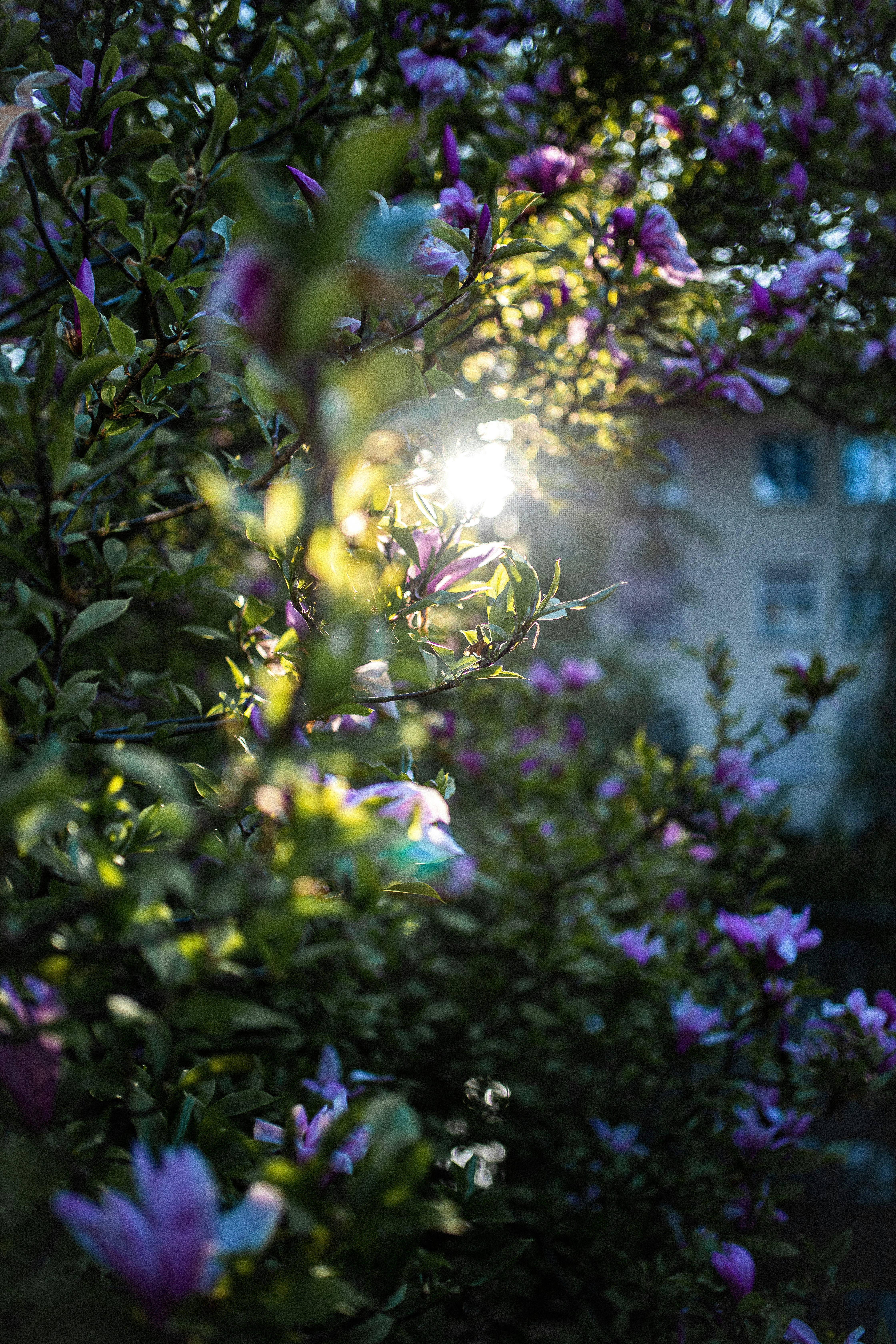 Sunlit Blooms through a Veil of Leaves