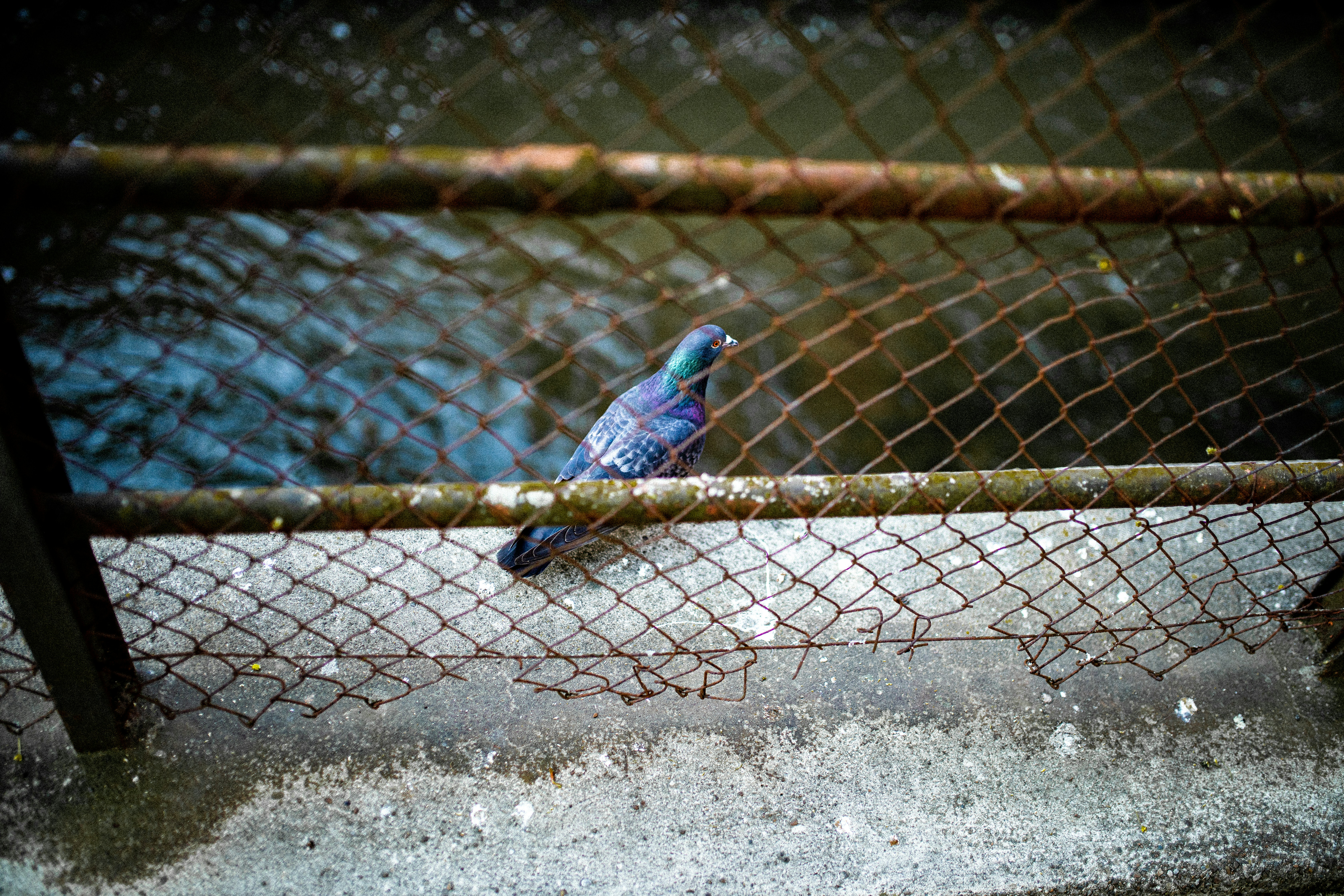 A solitary pigeon perched on a weathered ledge, framed by a rusty fence, with rippling water in the background.
