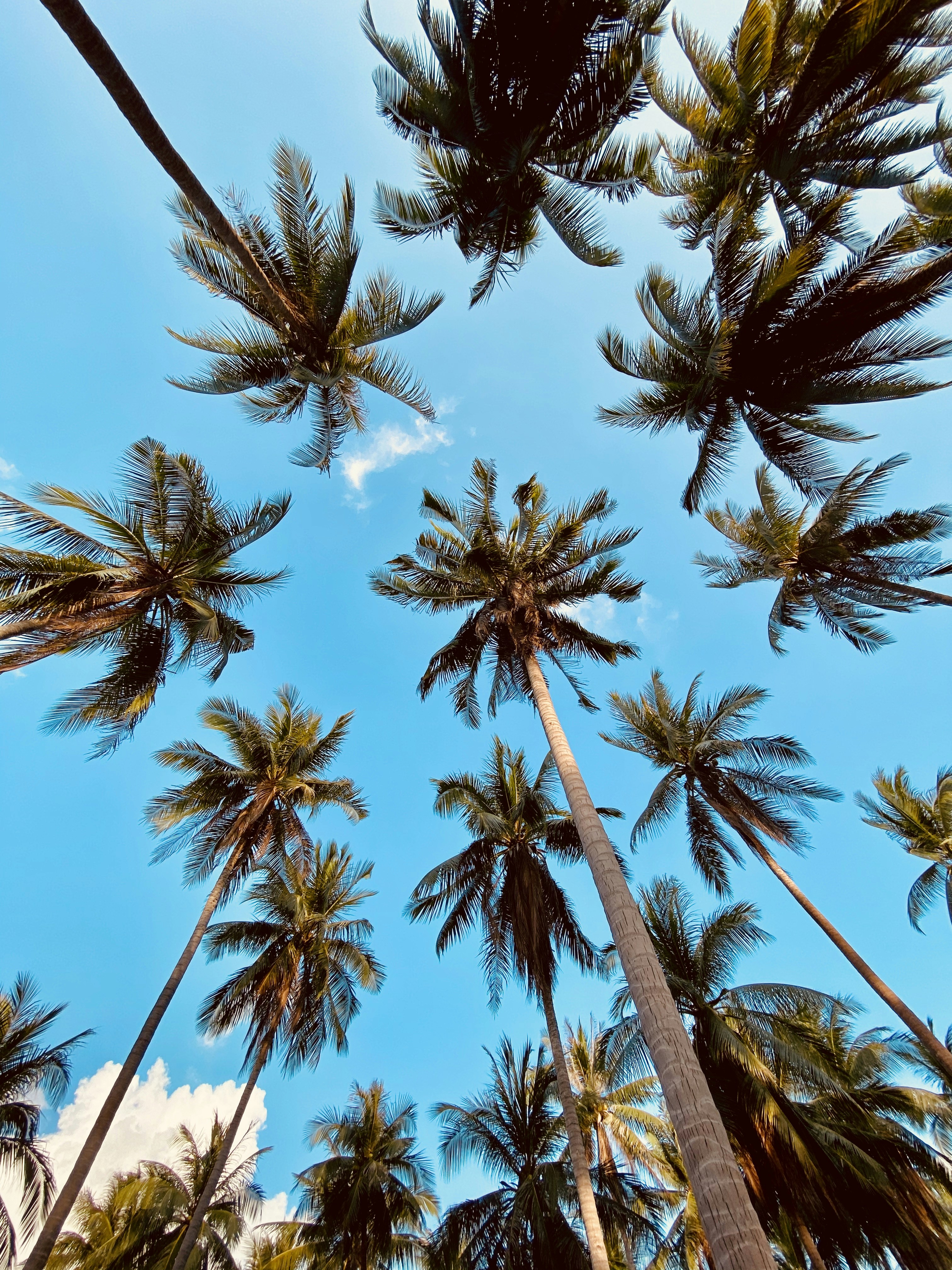 Low angle photography of palm trees under blue sky during daytime photo ...