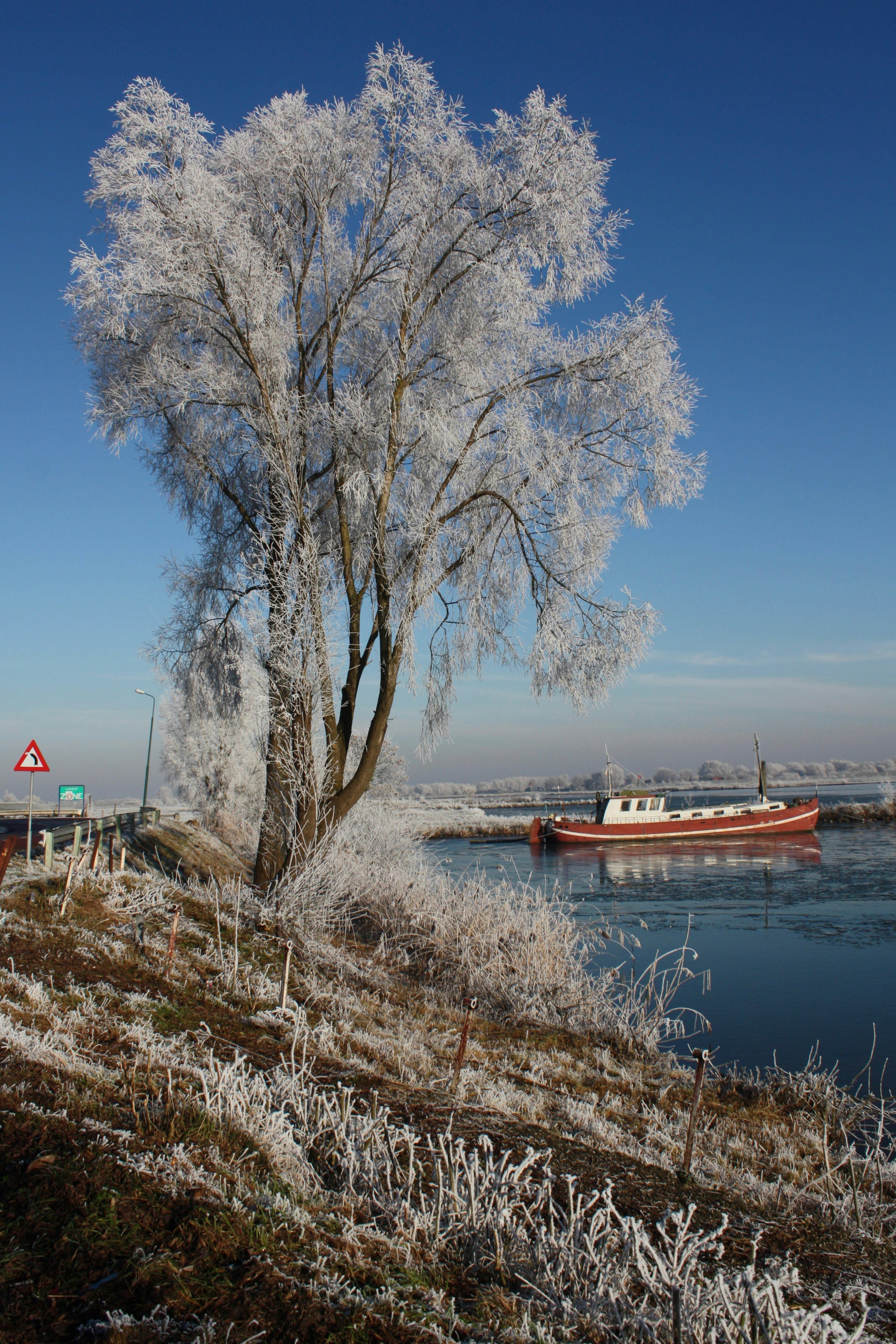 Snow-Kissed Sentinel by the River: Frost-Lace on a Lonely Tree