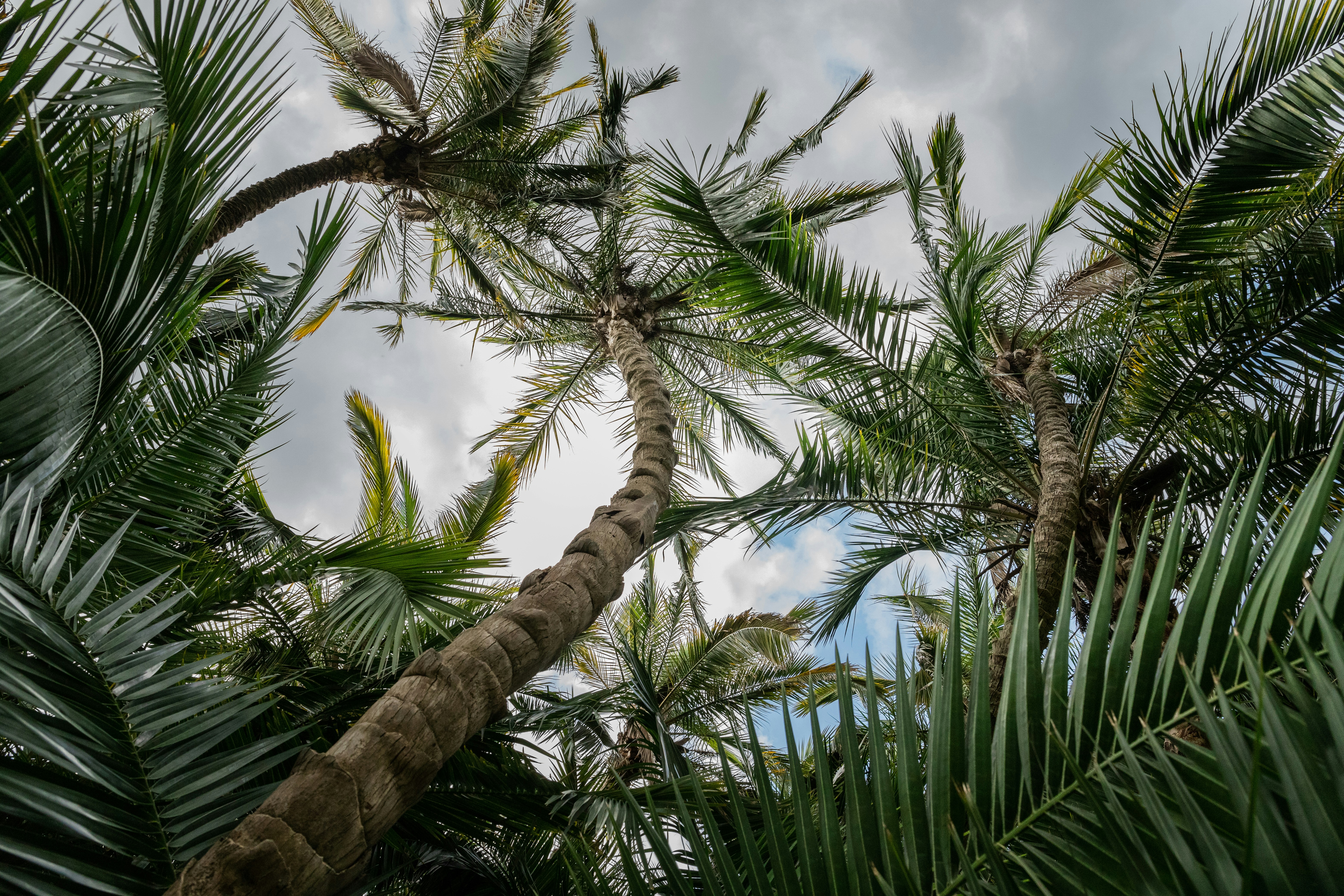 Green coconut tree under blue sky during daytime photo – Free ...