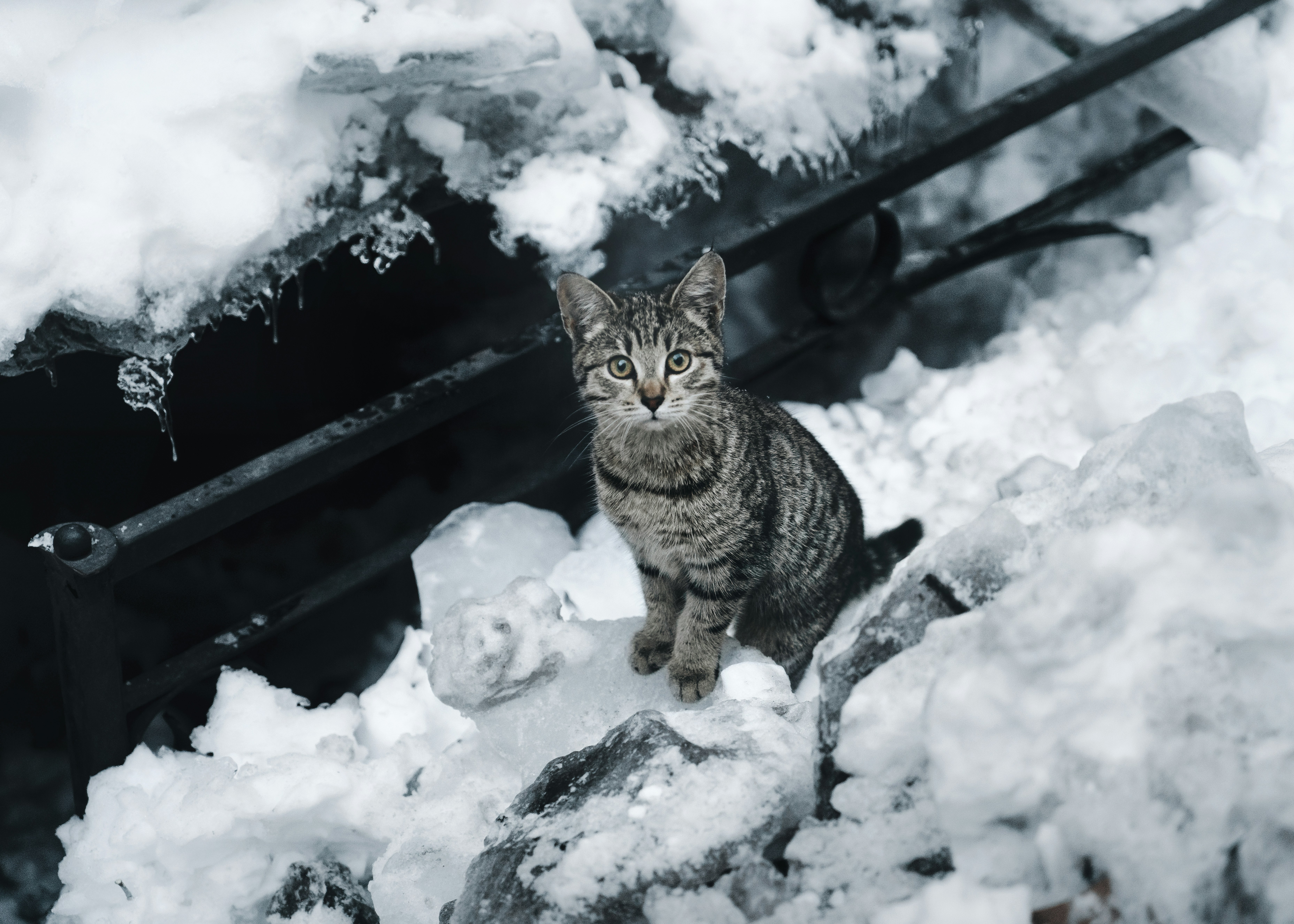 Cat on Snowbound Steps: A Curious Stare Amid the Icy Tangle