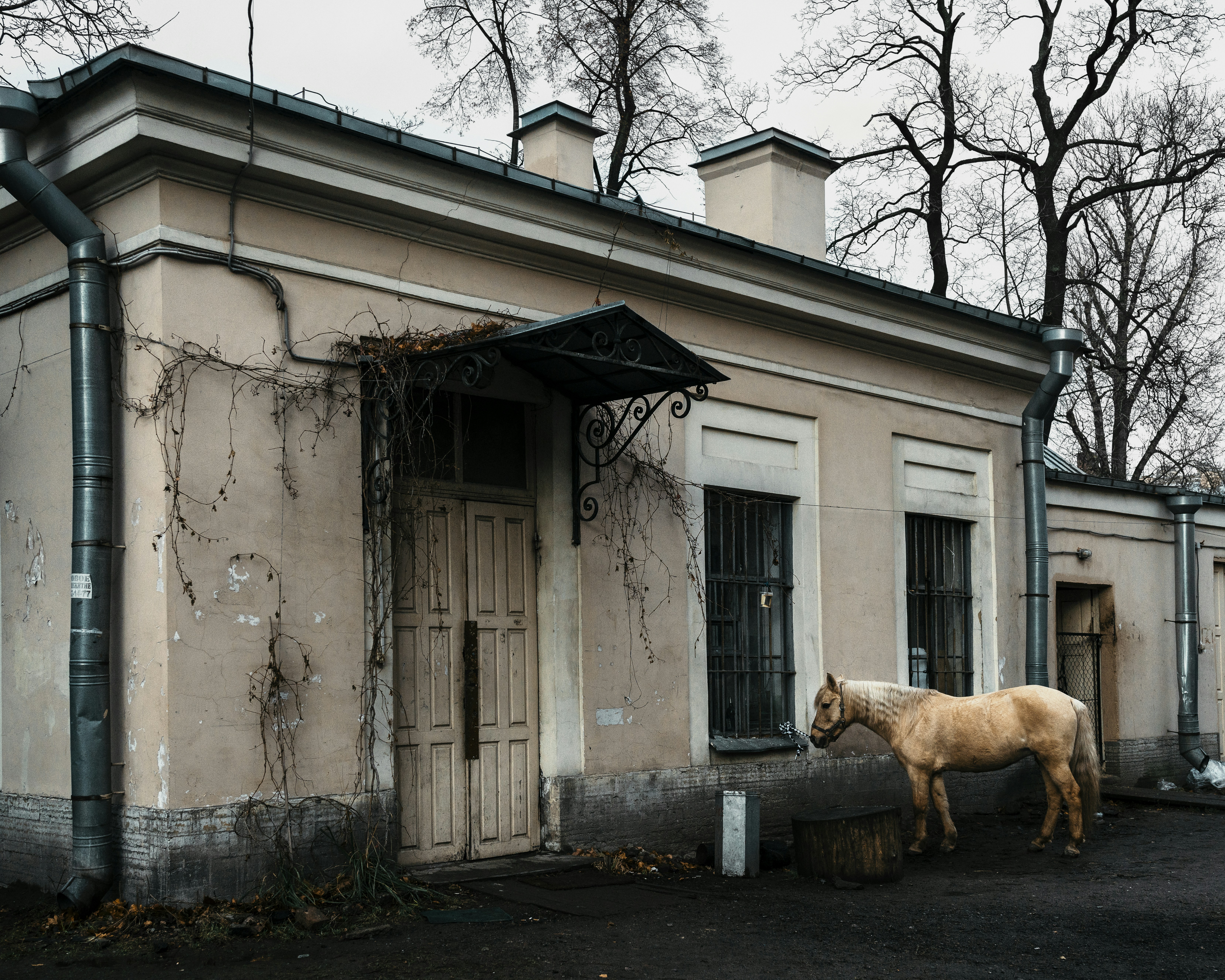 Lonely Stable: A Horse by a Weathered Facade
